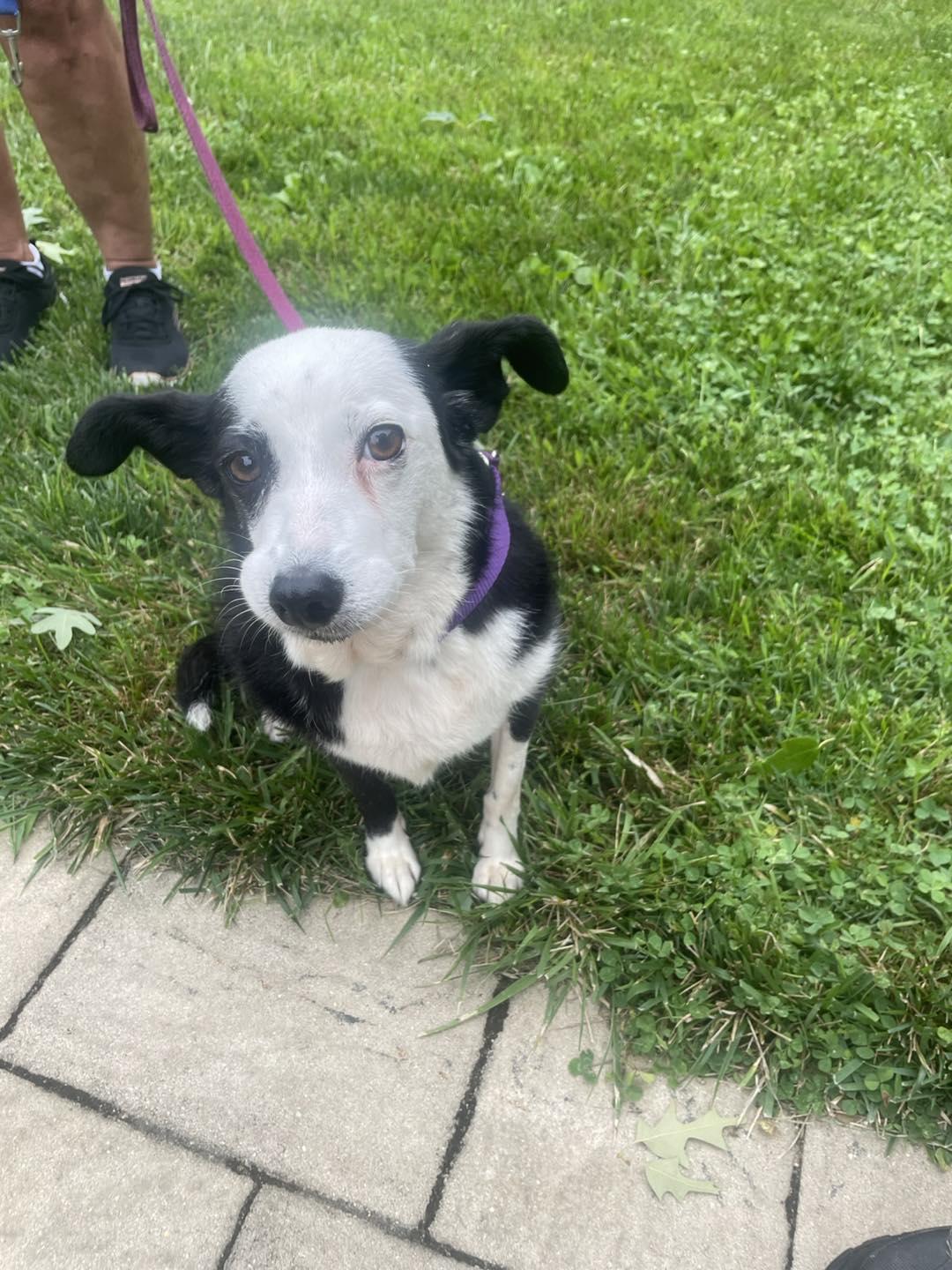 Dog for adoption - Panda, an Australian Shepherd Mix in abingdon, MD ...