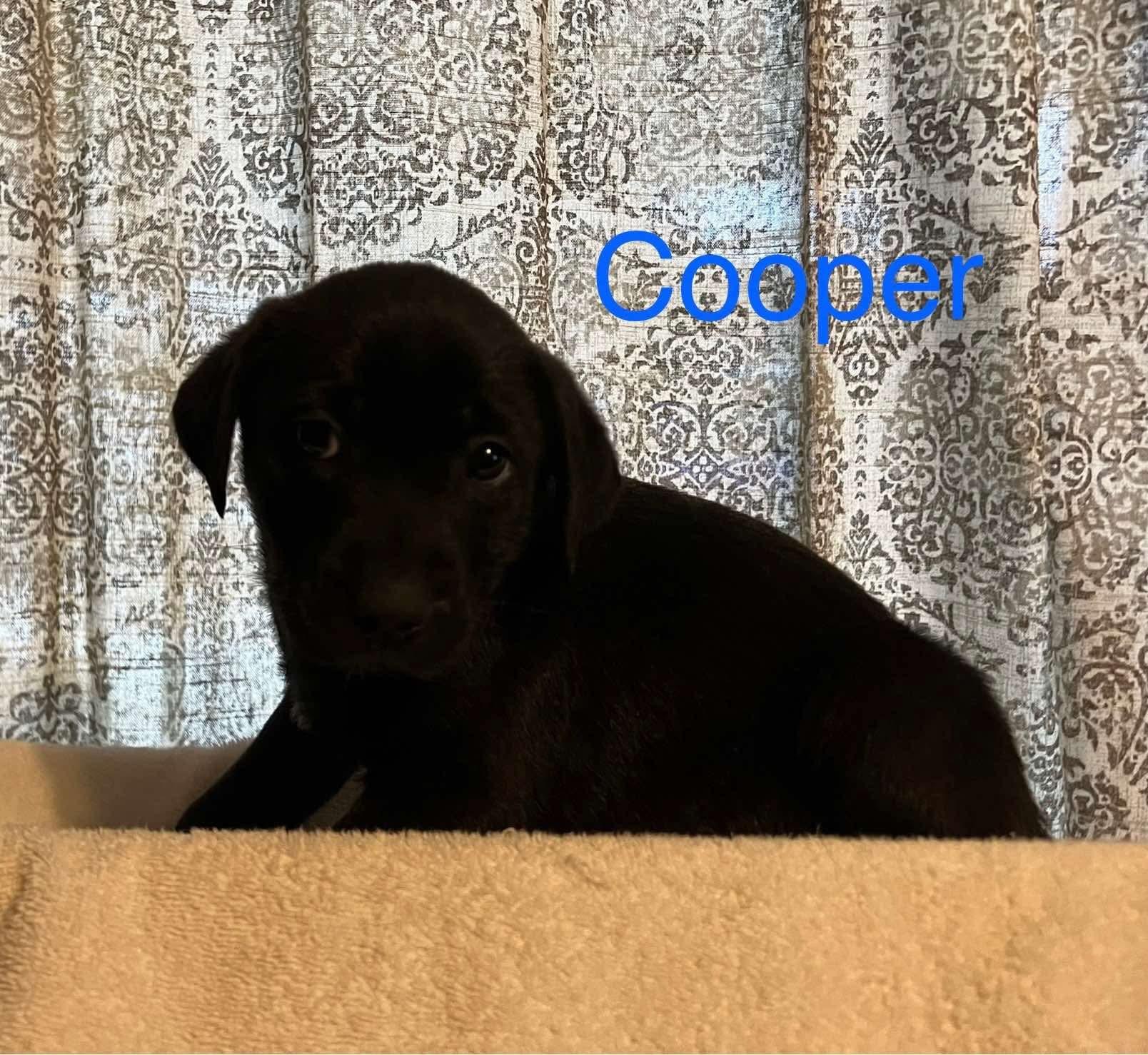 Dog for adoption - Cooper, a Labrador Retriever Mix in Williamsport, PA ...
