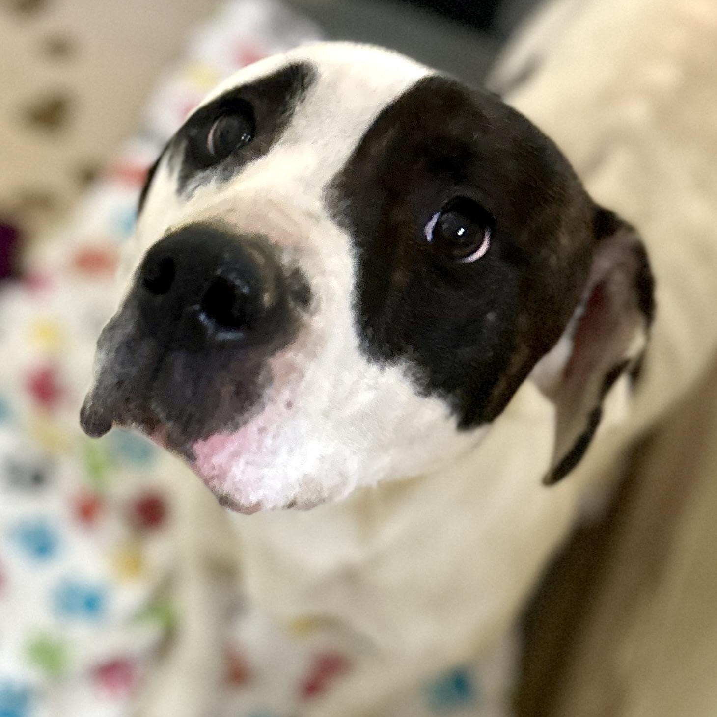 Dog for adoption - Dojo, a Labrador Retriever & Pit Bull Terrier Mix in ...