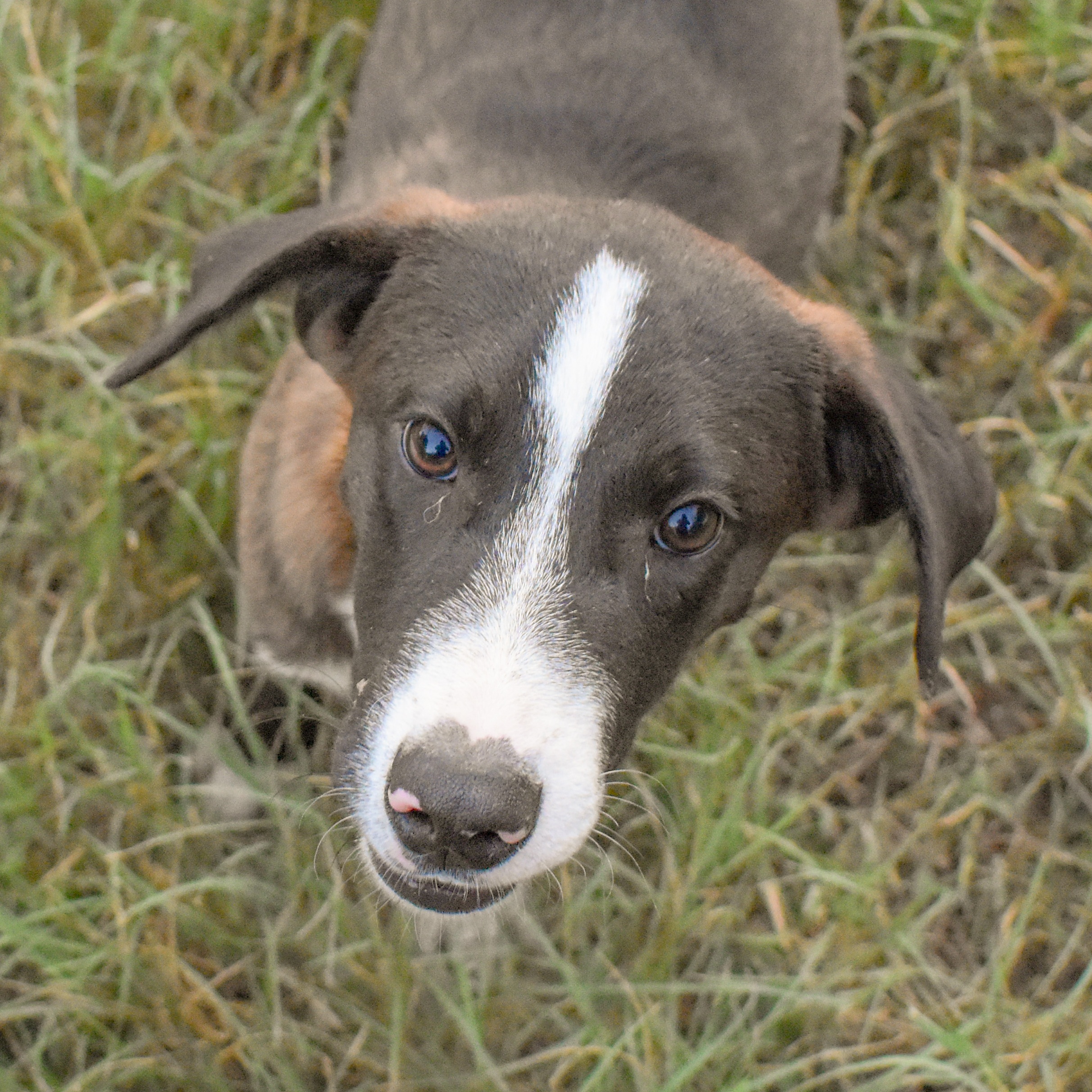 Dog for adoption - Astro, a Labrador Retriever Mix in Albany, NY ...