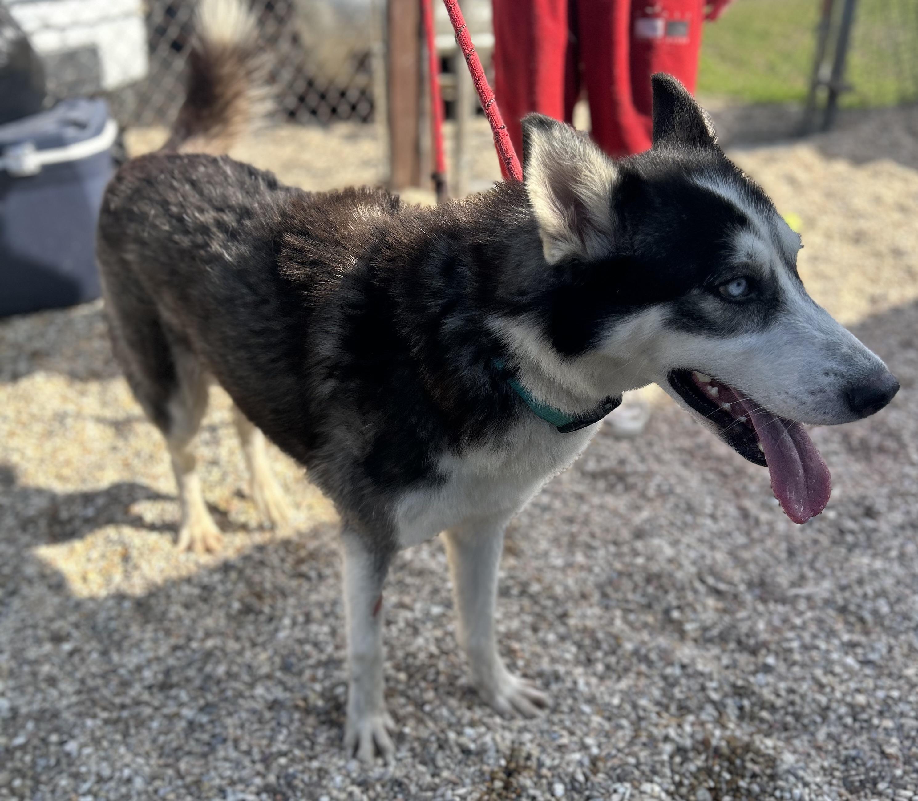 Dog for adoption - Vidalia, a Siberian Husky in Rayne, LA | Petfinder