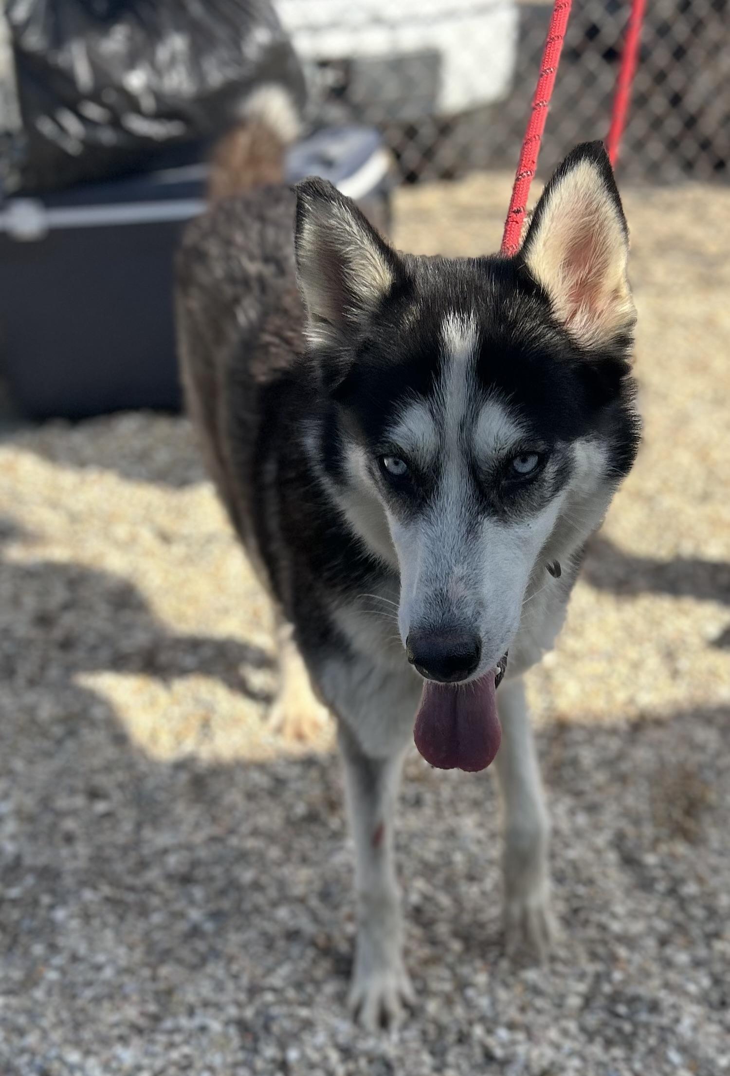 Dog for adoption - Vidalia, a Siberian Husky in Rayne, LA | Petfinder
