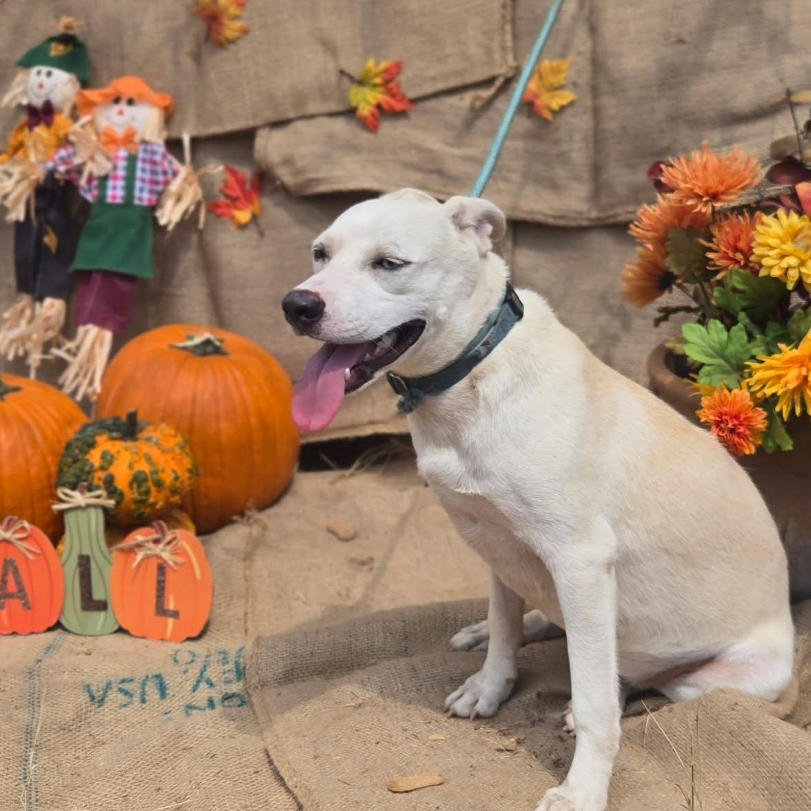 Dog for adoption - Love, a Labrador Retriever & Shepherd Mix in Hoffman ...