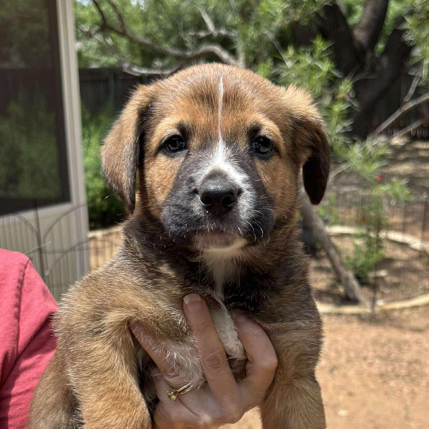 Dog for adoption - Quasar, a Spaniel Mix in Dallas, TX | Petfinder