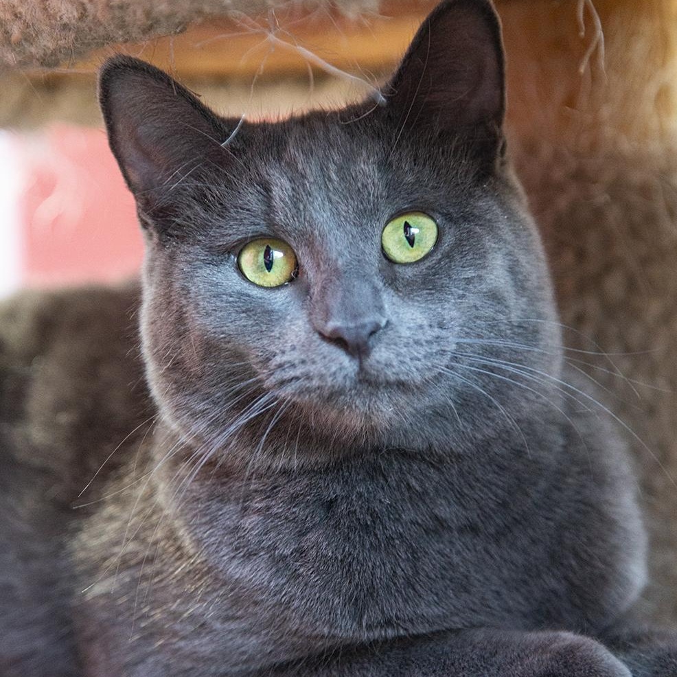 Cat for adoption - Jamie (& Sissy), a Domestic Short Hair in Chicago ...