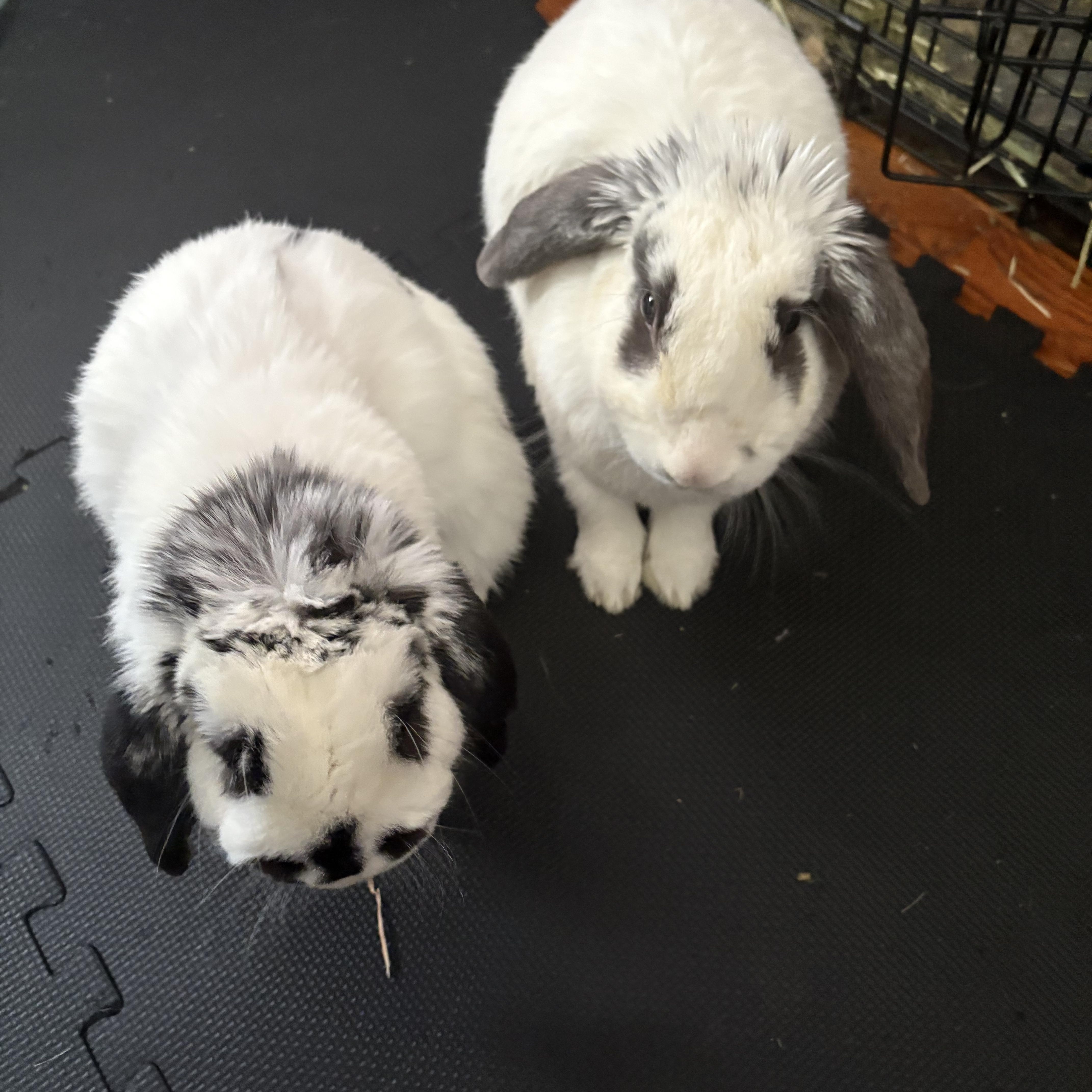 Rabbit for adoption - Lop babies!, a Holland Lop & Mini Lop Mix in ...