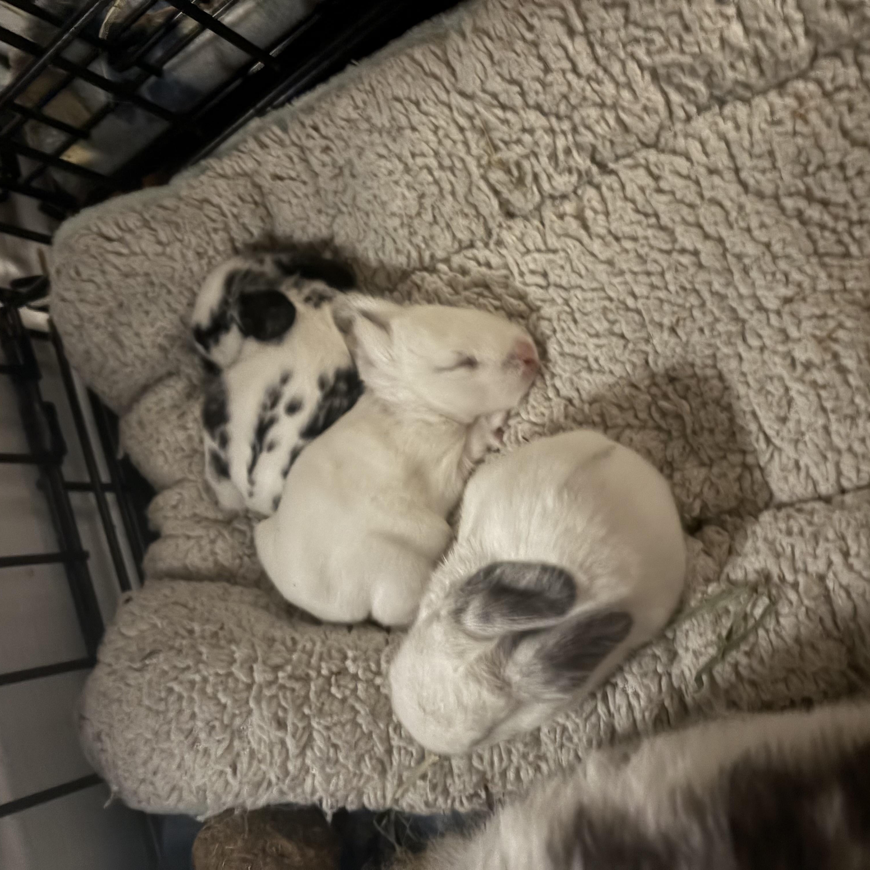 Rabbit for adoption - Lop babies!, a Holland Lop & Mini Lop Mix in ...