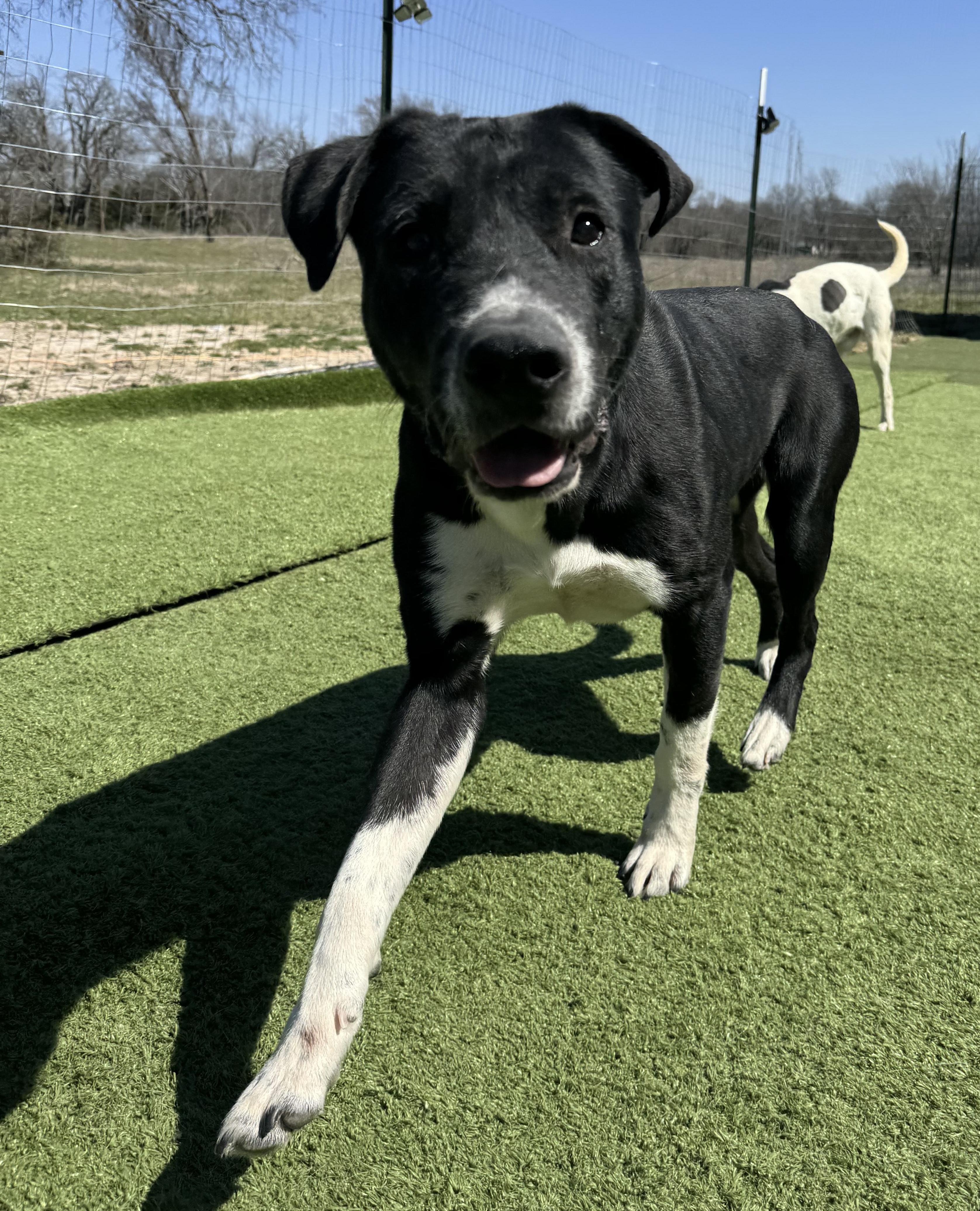 Dog for adoption - Curly, a Labrador Retriever Mix in Salisbury, MD ...