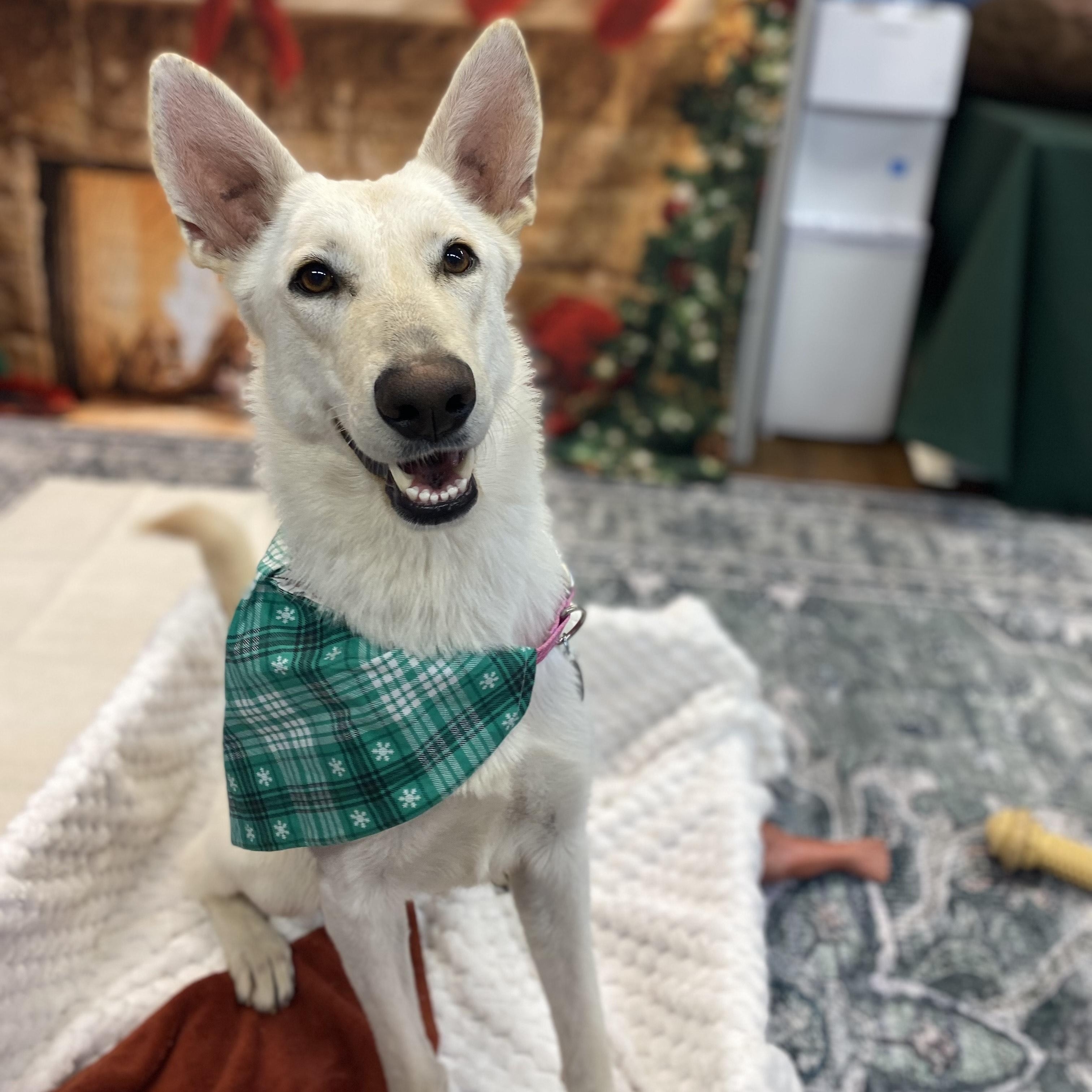 Furry Friday: Buffy, Finn and Amara - Lowell's First Look