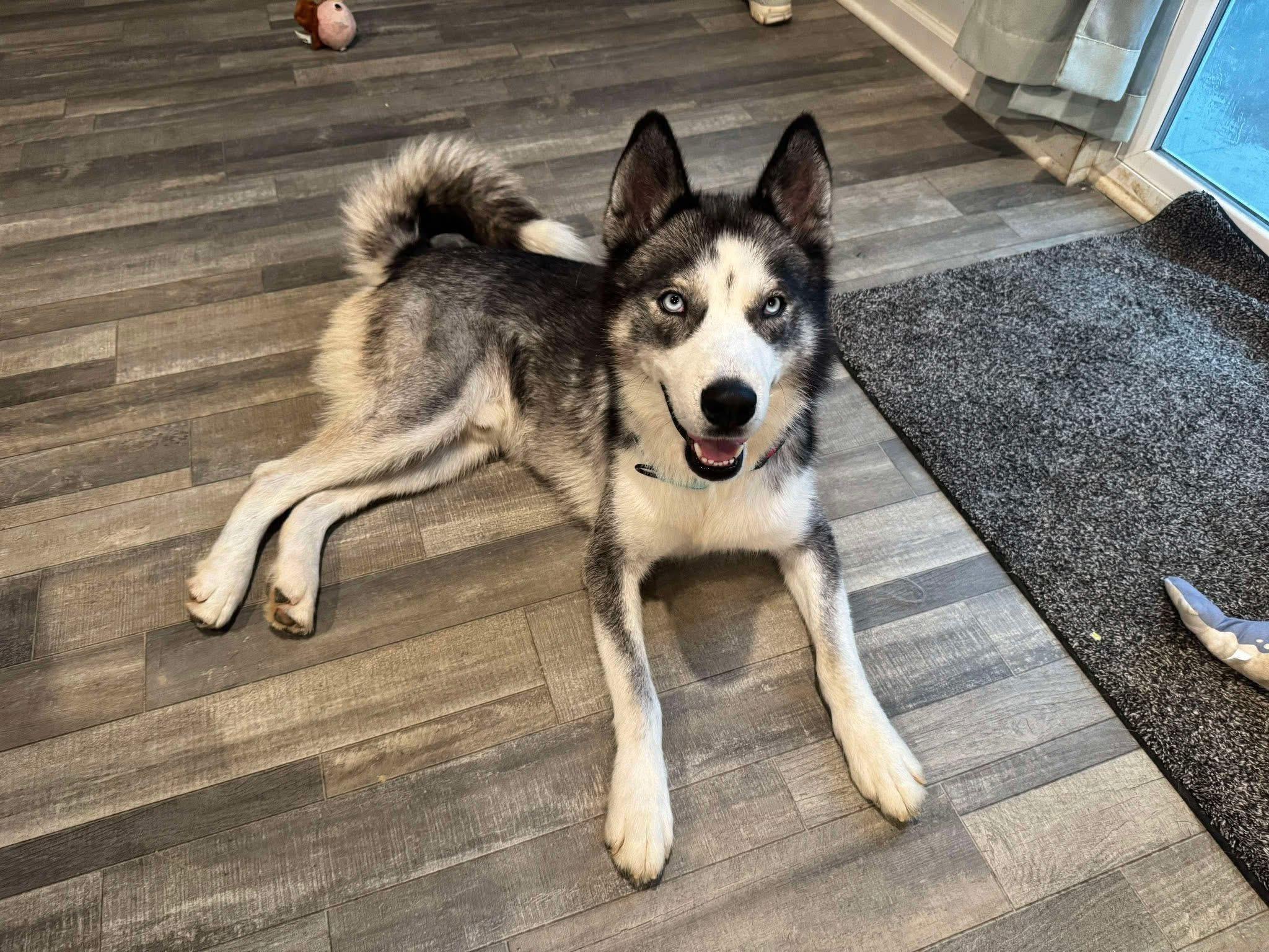 Dog for adoption - Wolfie, a Siberian Husky in Louisville, KY | Petfinder