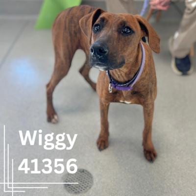 Dog for adoption - Wiggy, a Mixed Breed in Bainbridge, GA | Petfinder