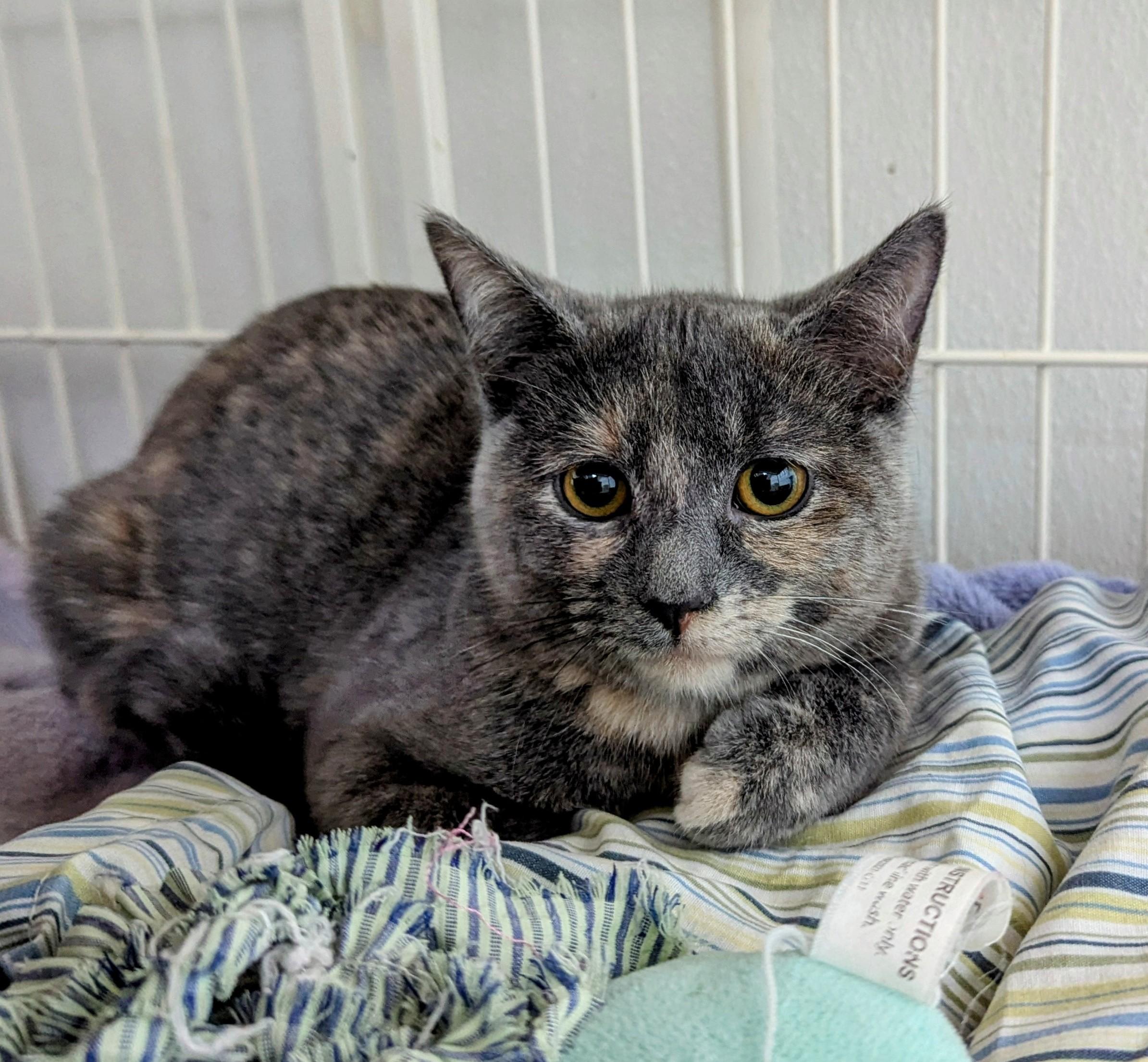 Cat for adoption - Lori, a Domestic Short Hair in Decatur, IL | Petfinder