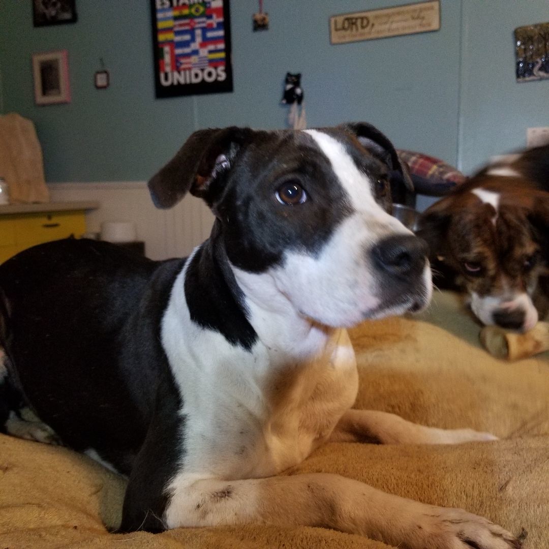 Dog for adoption - Attica, a Boxer & Boston Terrier Mix in Peru, IN ...