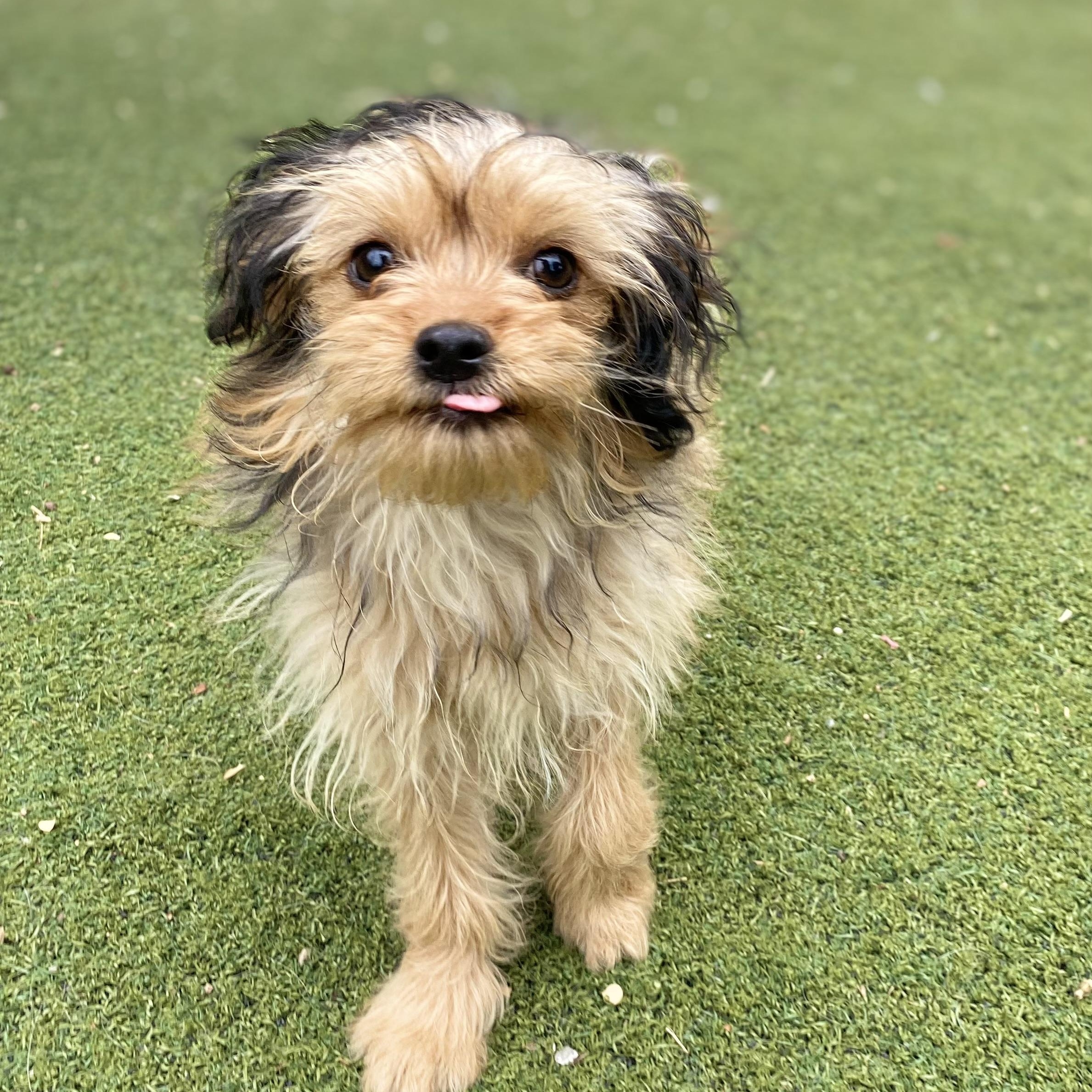 Dog for adoption - Nadjia, a Yorkie Poo Mix in Beverly Hills, CA ...