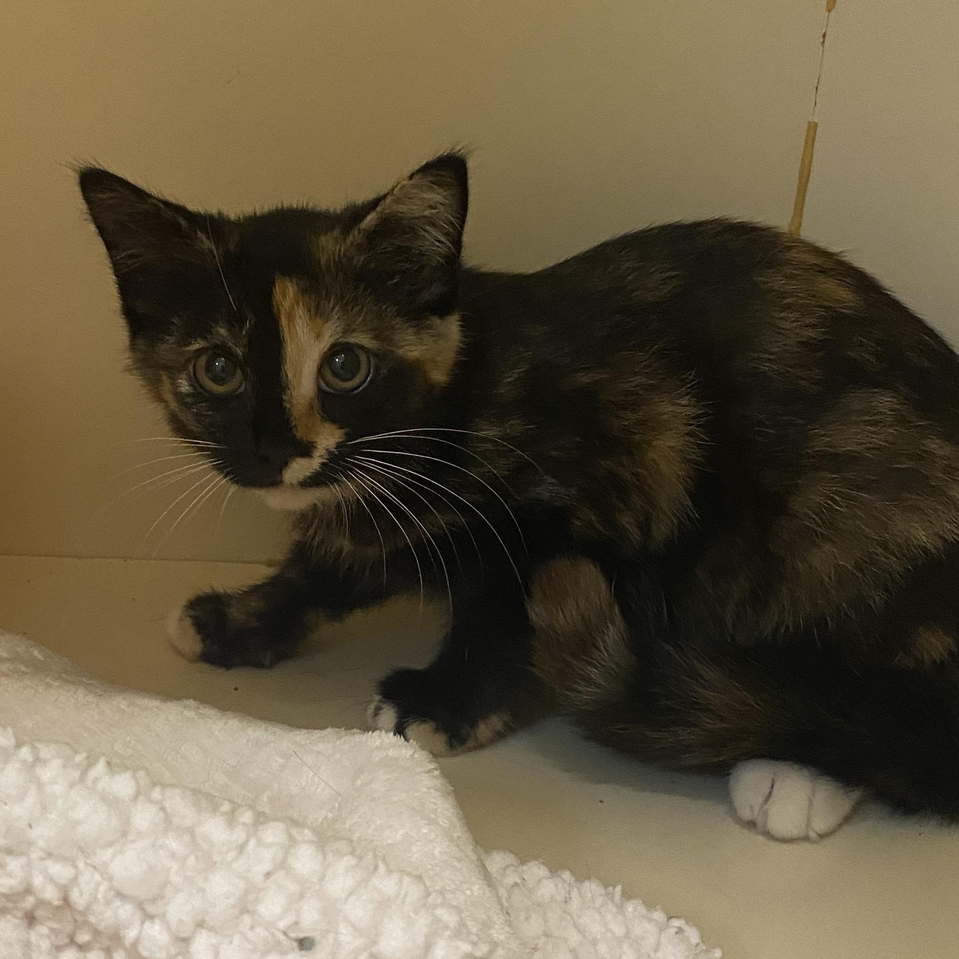 Cat for adoption - Mopsy, a Domestic Medium Hair in Elyria, OH | Petfinder