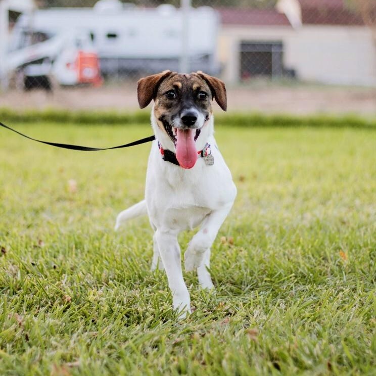 Dog for adoption - Betty Blue, a Labrador Retriever & German ...
