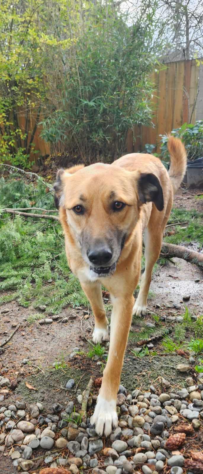 Dog for adoption - Nala, a Mixed Breed in Tacoma, WA | Petfinder