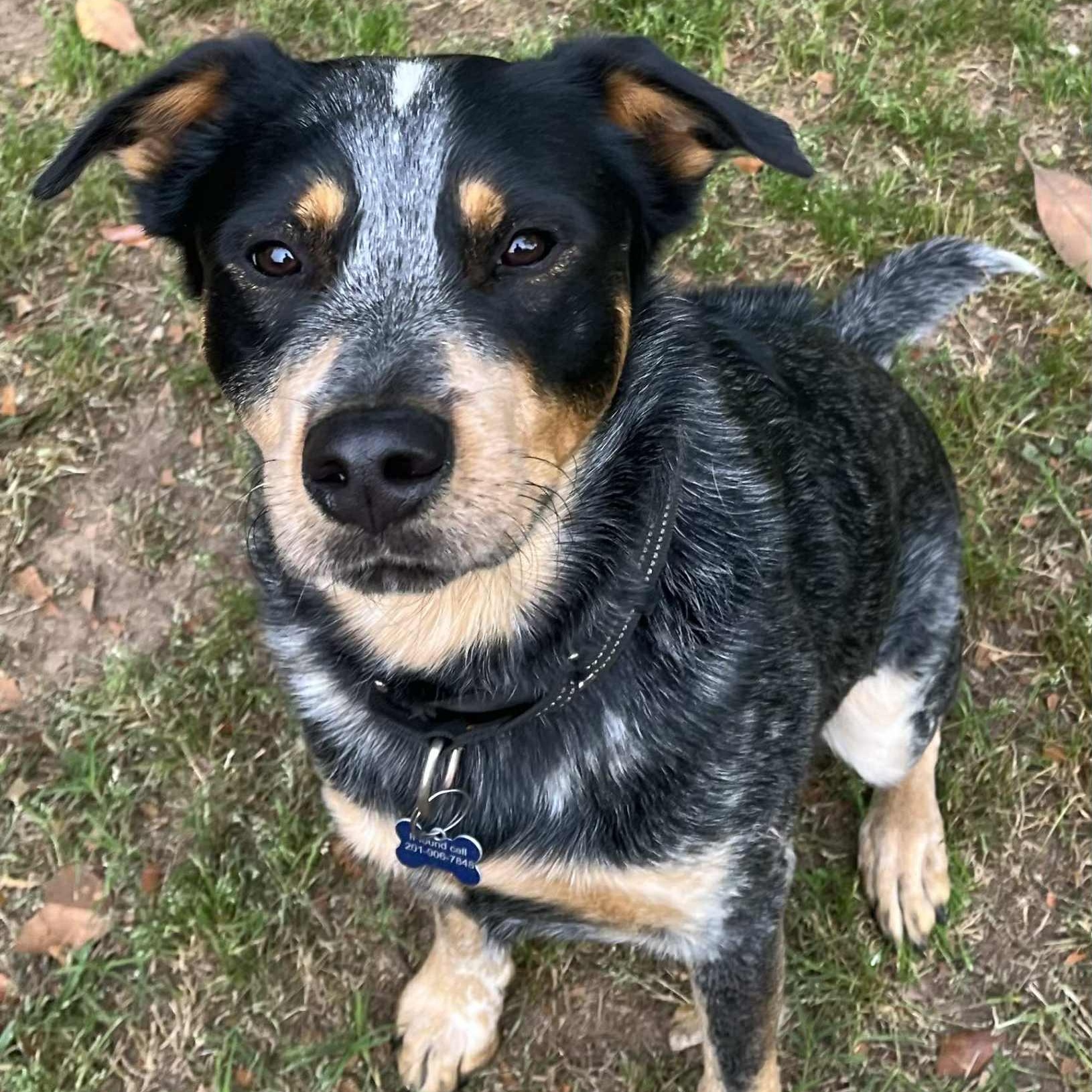 Dog for adoption - Moose, an Australian Cattle Dog / Blue Heeler ...