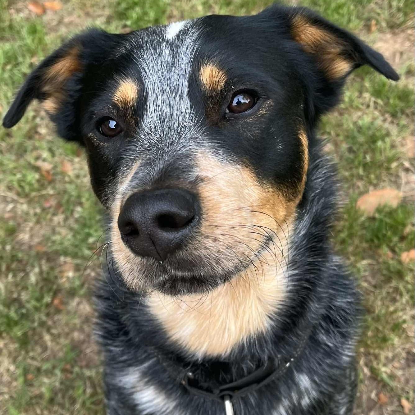 Dog for adoption - Moose, an Australian Cattle Dog / Blue Heeler ...