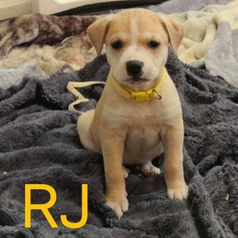 Dog for adoption - RJ, a Shepherd Mix in Bloomington, MN | Petfinder
