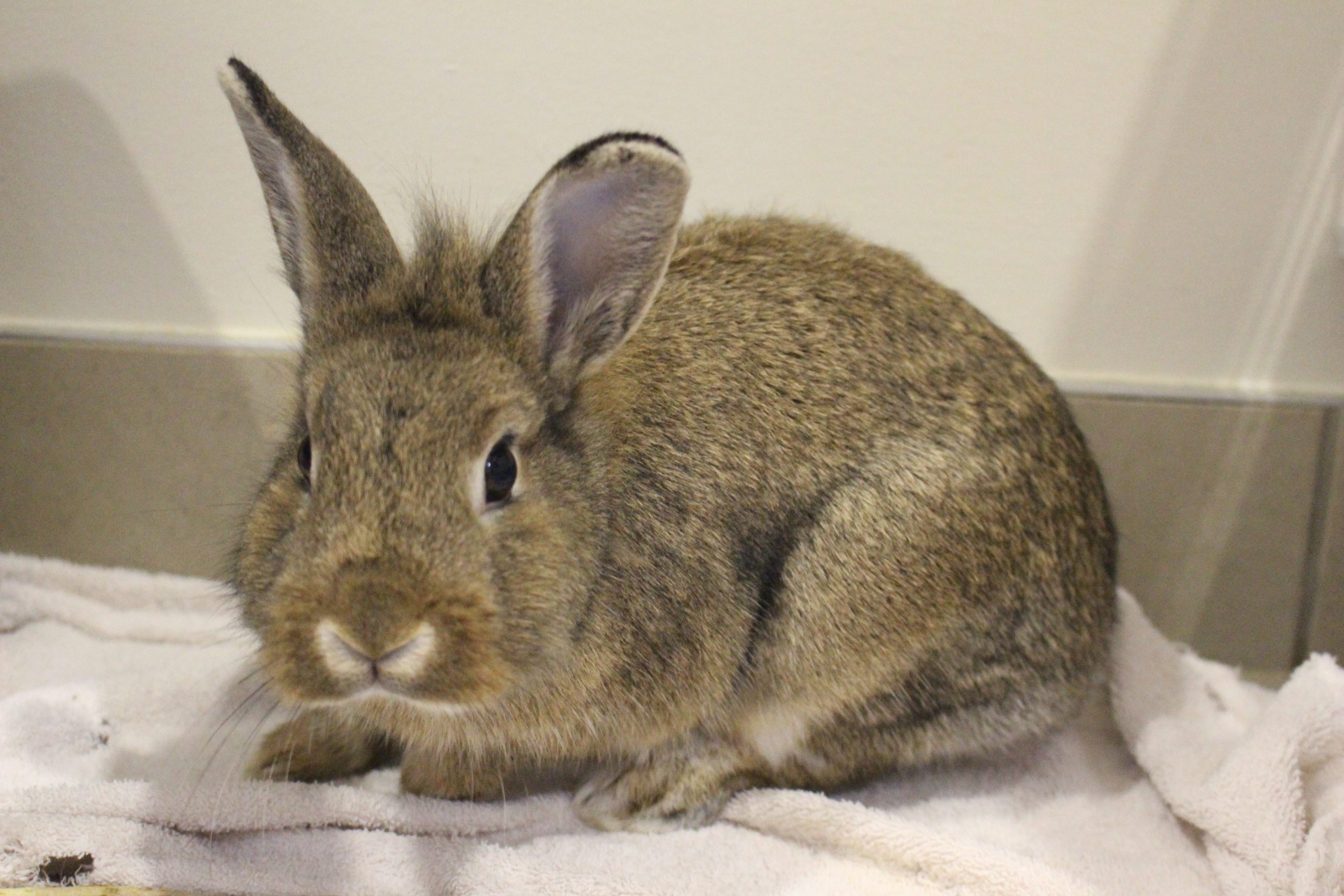 Rabbit for adoption - Anna & Elsa, a Bunny Rabbit in Boucherville, QC ...