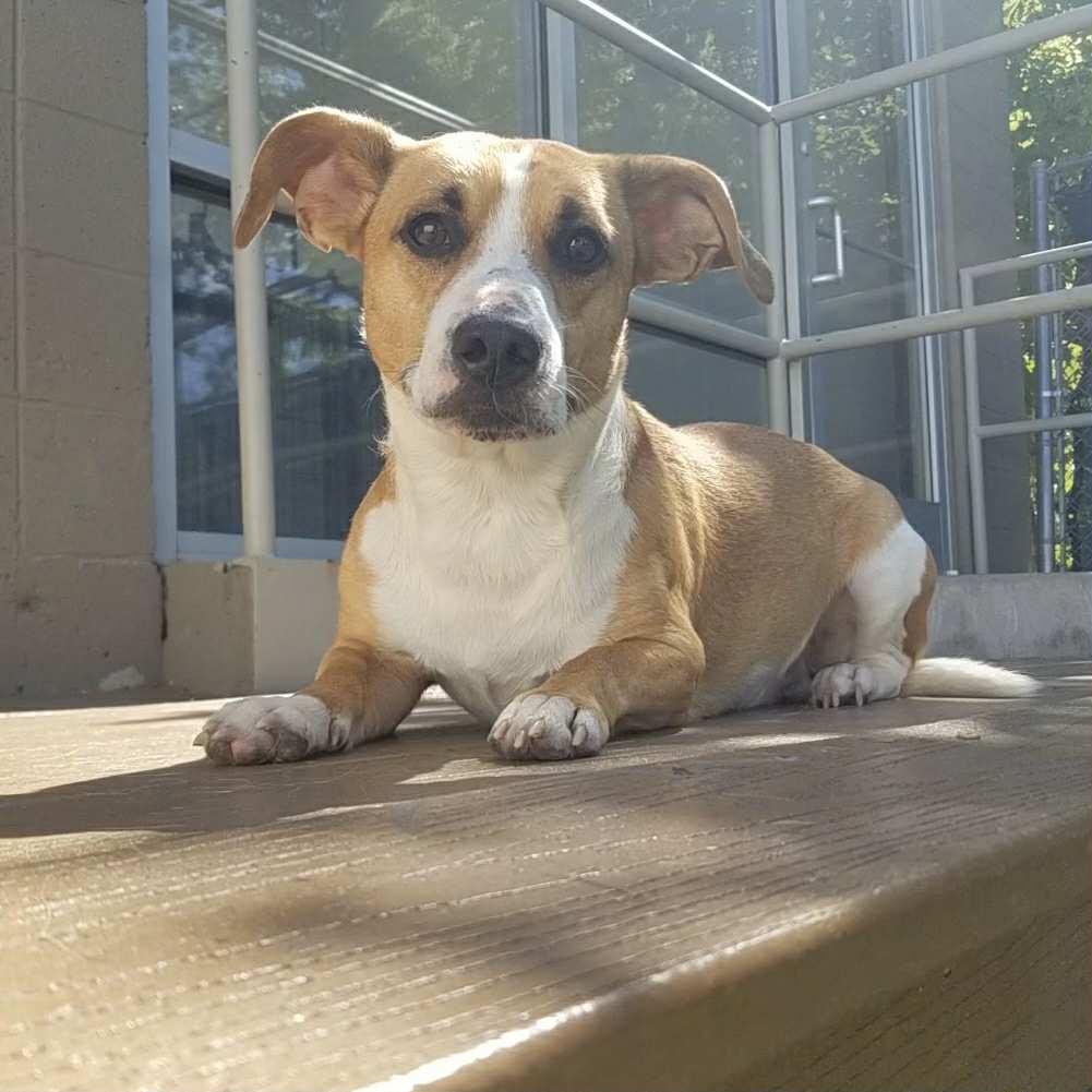 Dog for adoption - Bernard, a Corgi & Basset Hound Mix in Boulder, CO ...