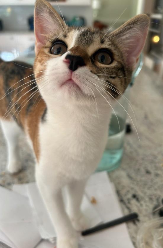 Cat for adoption - Cinnamon, a Domestic Short Hair & Calico Mix in ...