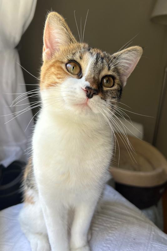 Cat for adoption - Cinnamon, a Domestic Short Hair & Calico Mix in ...