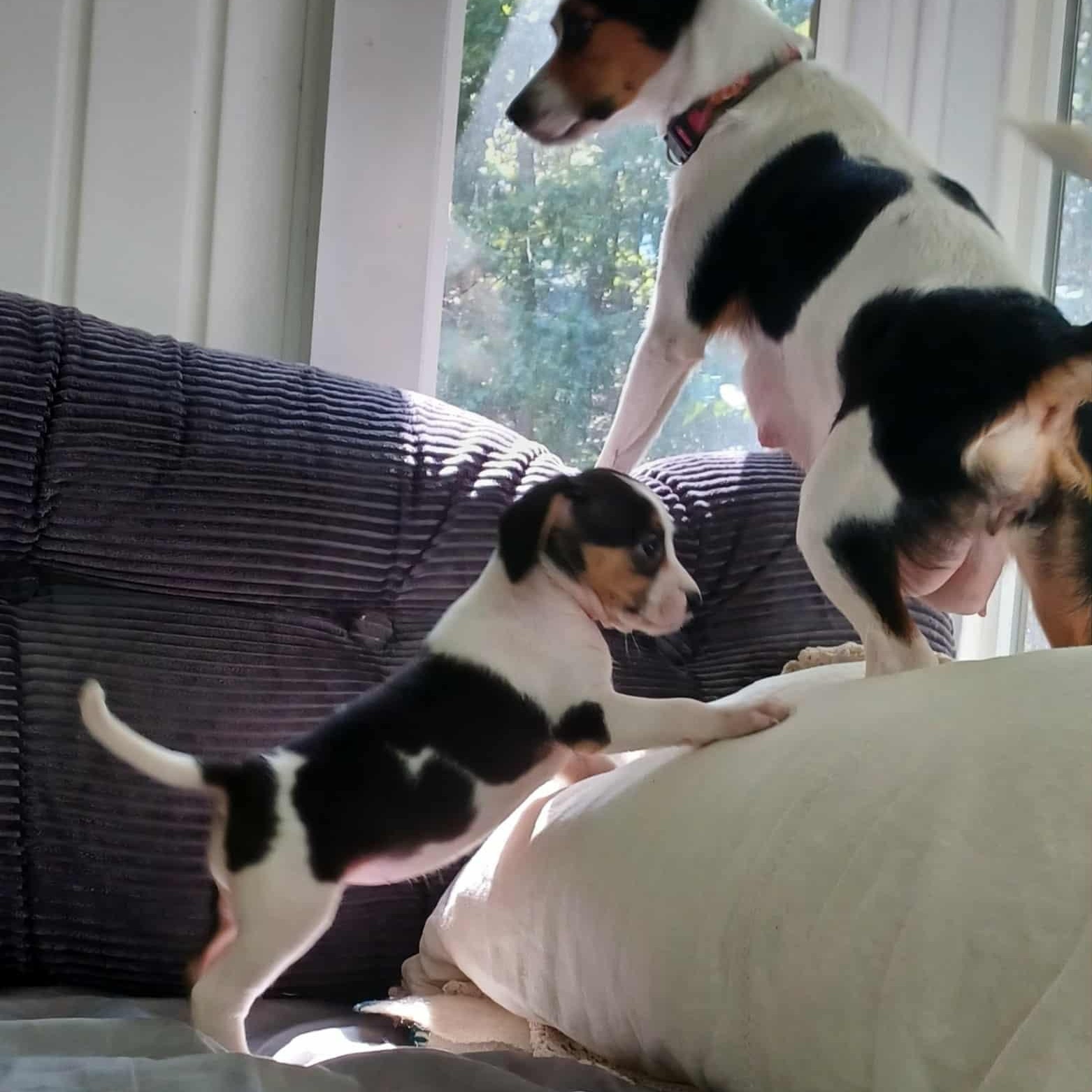 Dog for adoption - Beth, a Beagle Mix in Bumpass, VA | Petfinder