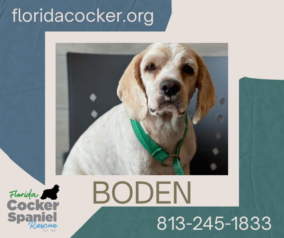 Dog for adoption - Boden, a Cockapoo in Land O Lakes, FL | Petfinder