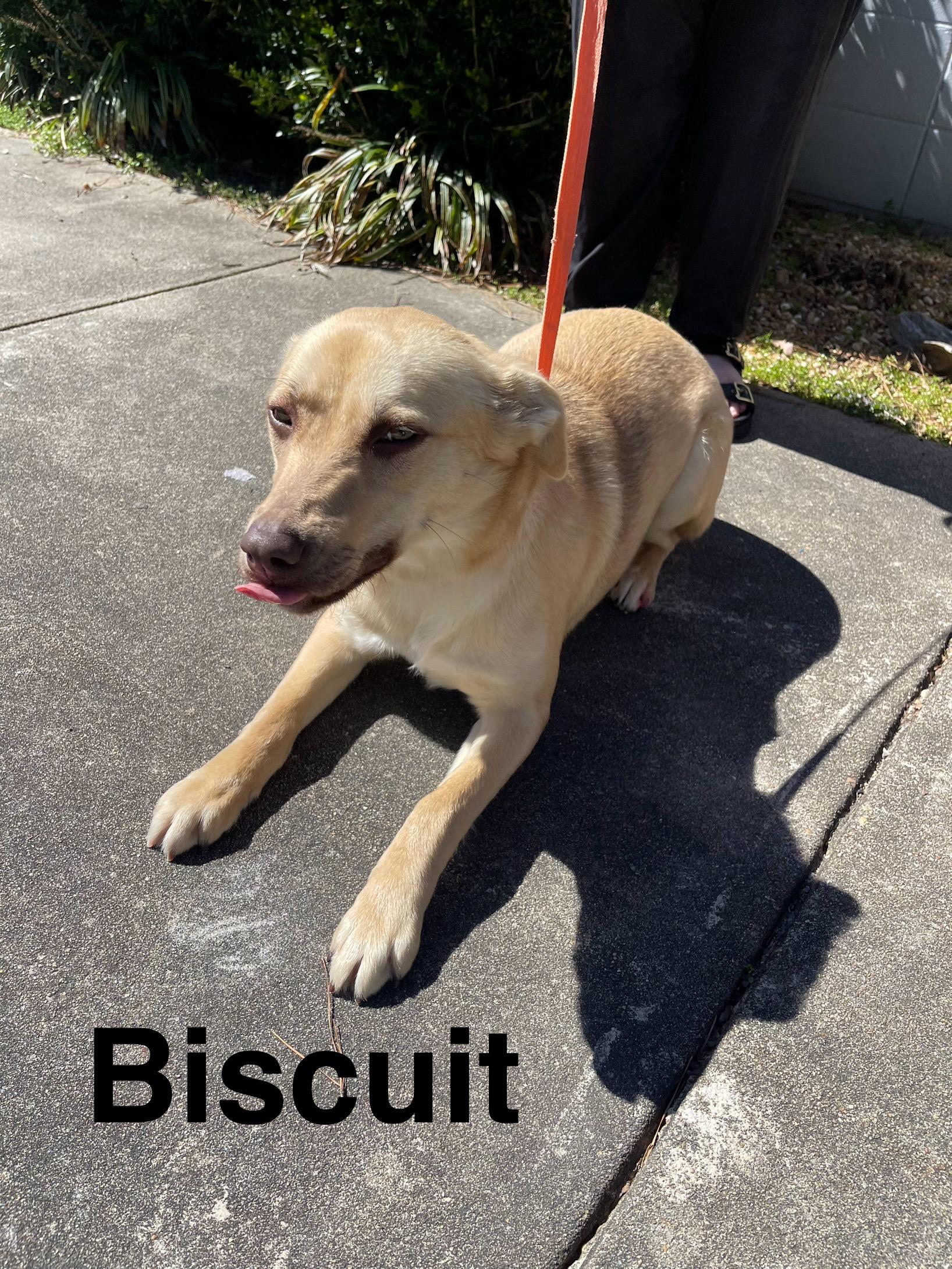 Dog for adoption - Biscuit, a Mixed Breed in Alexander City, AL | Petfinder
