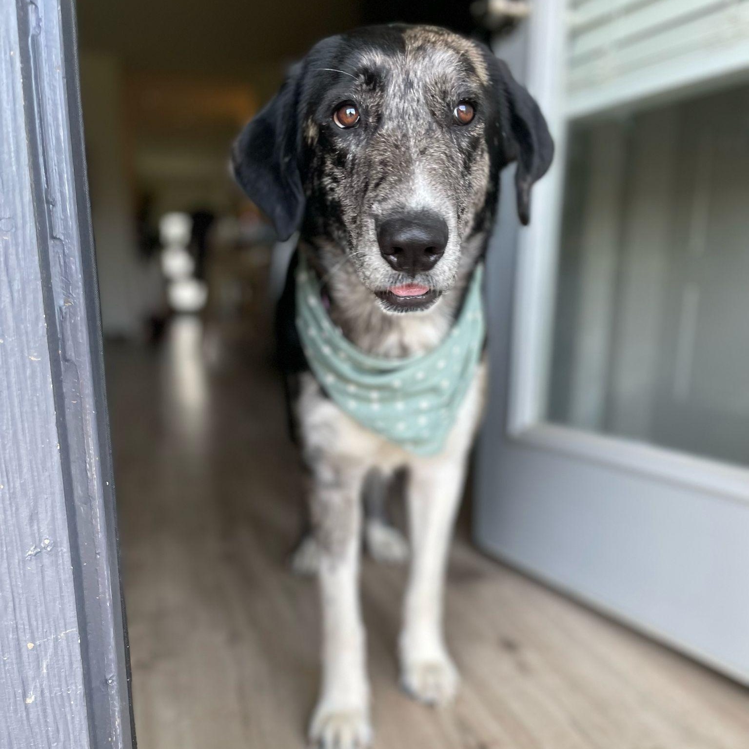 Dog for adoption - Pepper Potts, a Catahoula Leopard Dog & Border ...