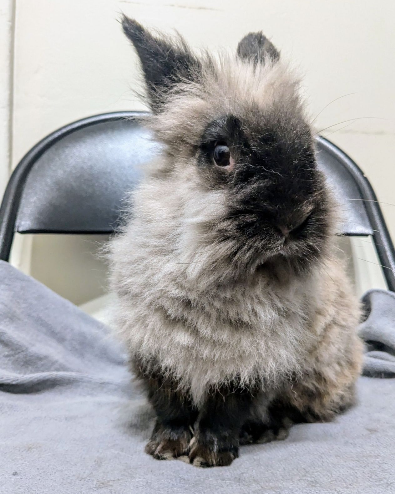 Rabbit for adoption - Zinnia, a Lionhead in Los Angeles, CA | Petfinder