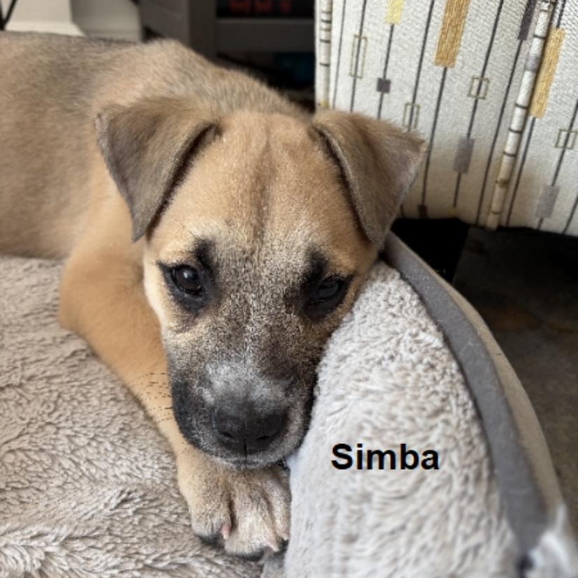 Dog for adoption - Simba, a Boxer Mix in Elyria, OH | Petfinder