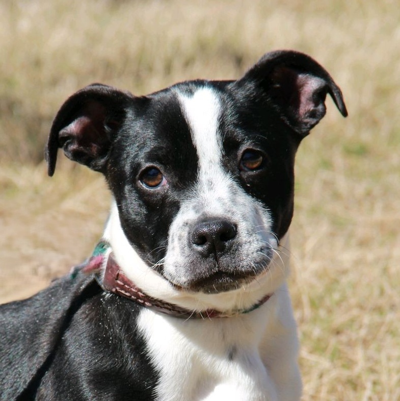 Dog for adoption - Klyde, a Boston Terrier Mix in Annapolis , MD ...