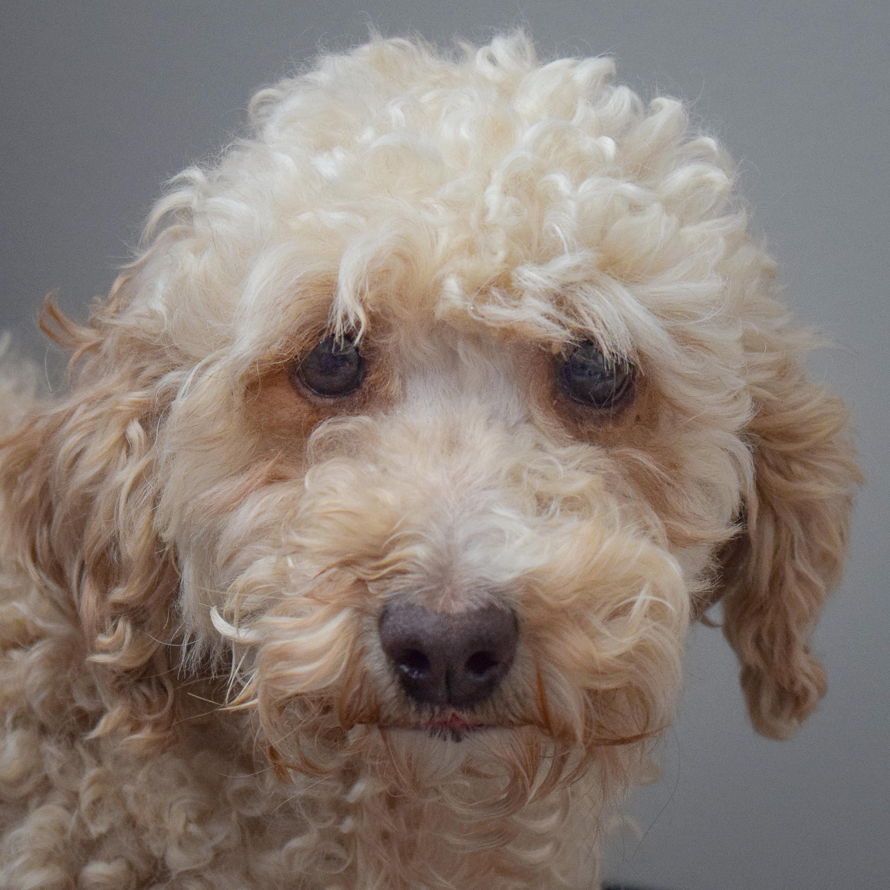 Dog for adoption - Jillian, a Poodle Mix in Huntley, IL | Petfinder