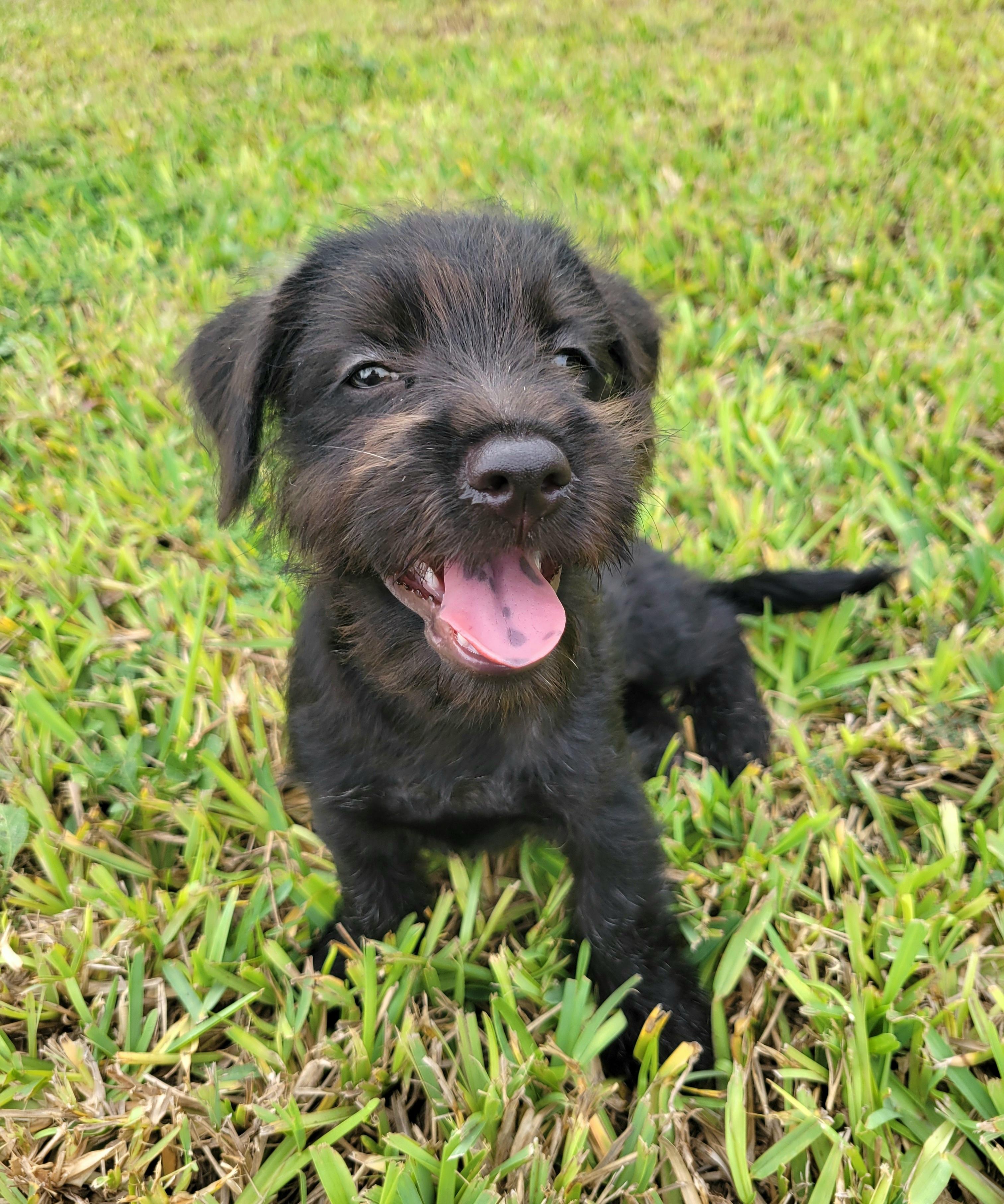 Dog for adoption - Madeline, a Shih Tzu Mix in Minneapolis , MN | Petfinder