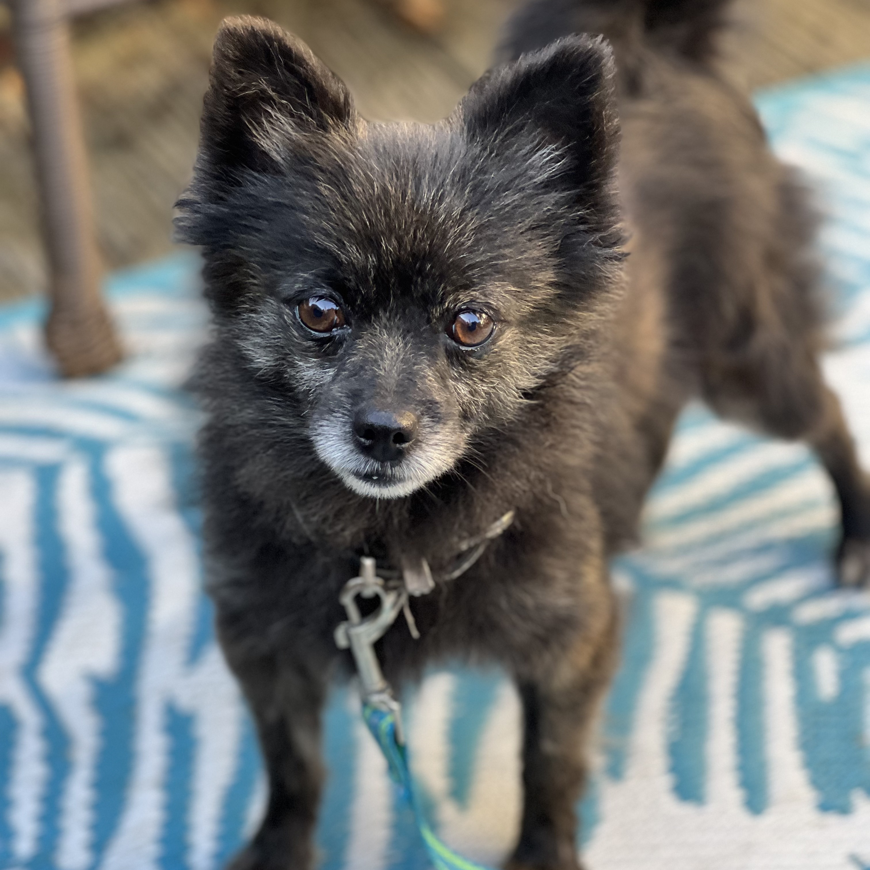 Dog for adoption - Independence, a Pomeranian Mix in Oak Bluffs, MA ...