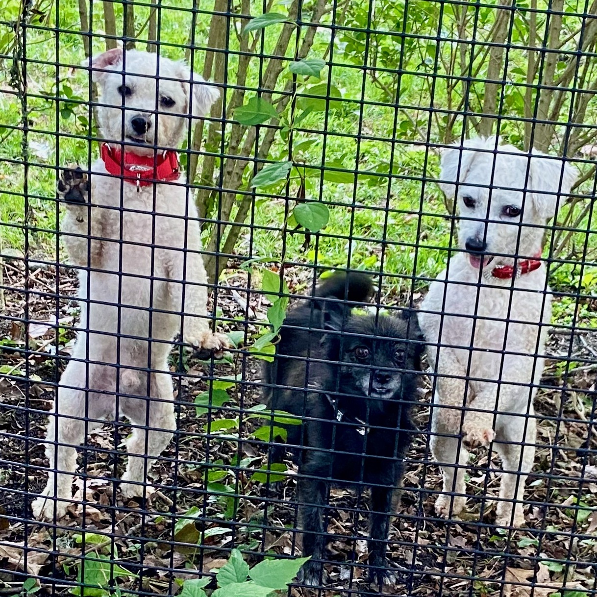 Dog for adoption - Independence, a Pomeranian Mix in Oak Bluffs, MA ...