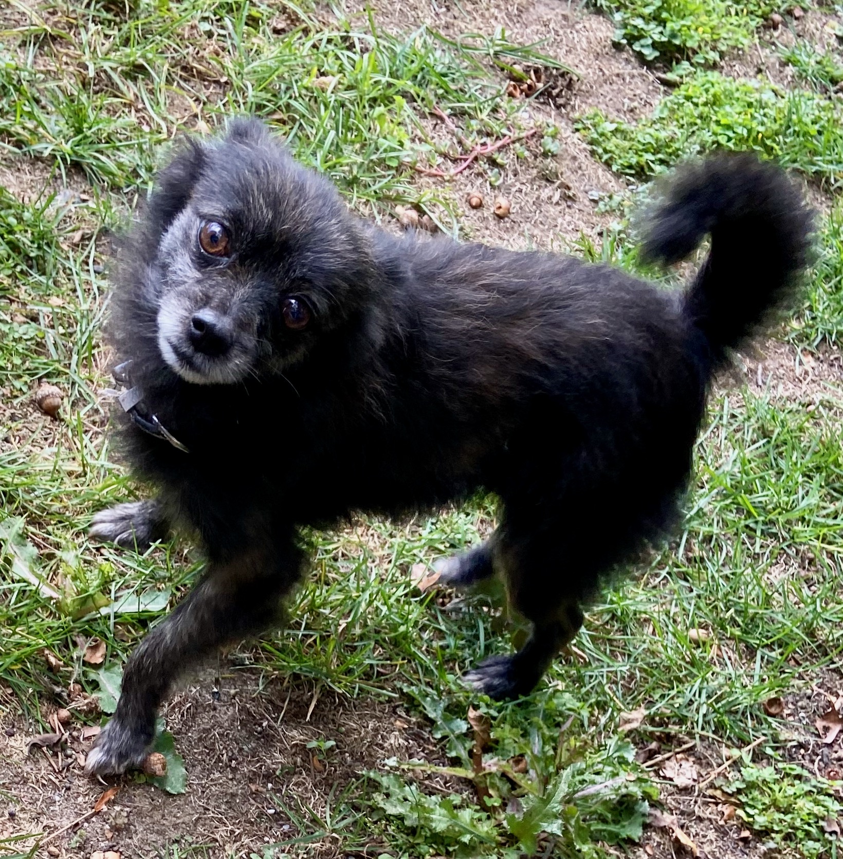 Dog for adoption - Independence, a Pomeranian Mix in Oak Bluffs, MA ...
