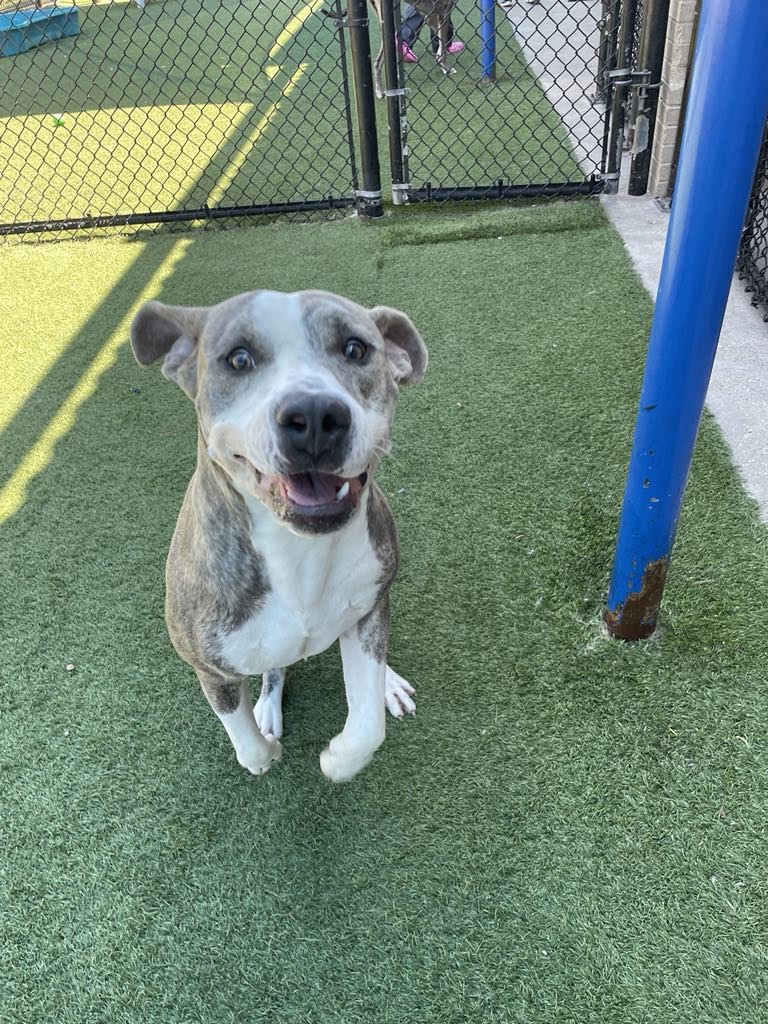 Dog for adoption - Tyler, a Pit Bull Terrier in Eagle, ID | Petfinder