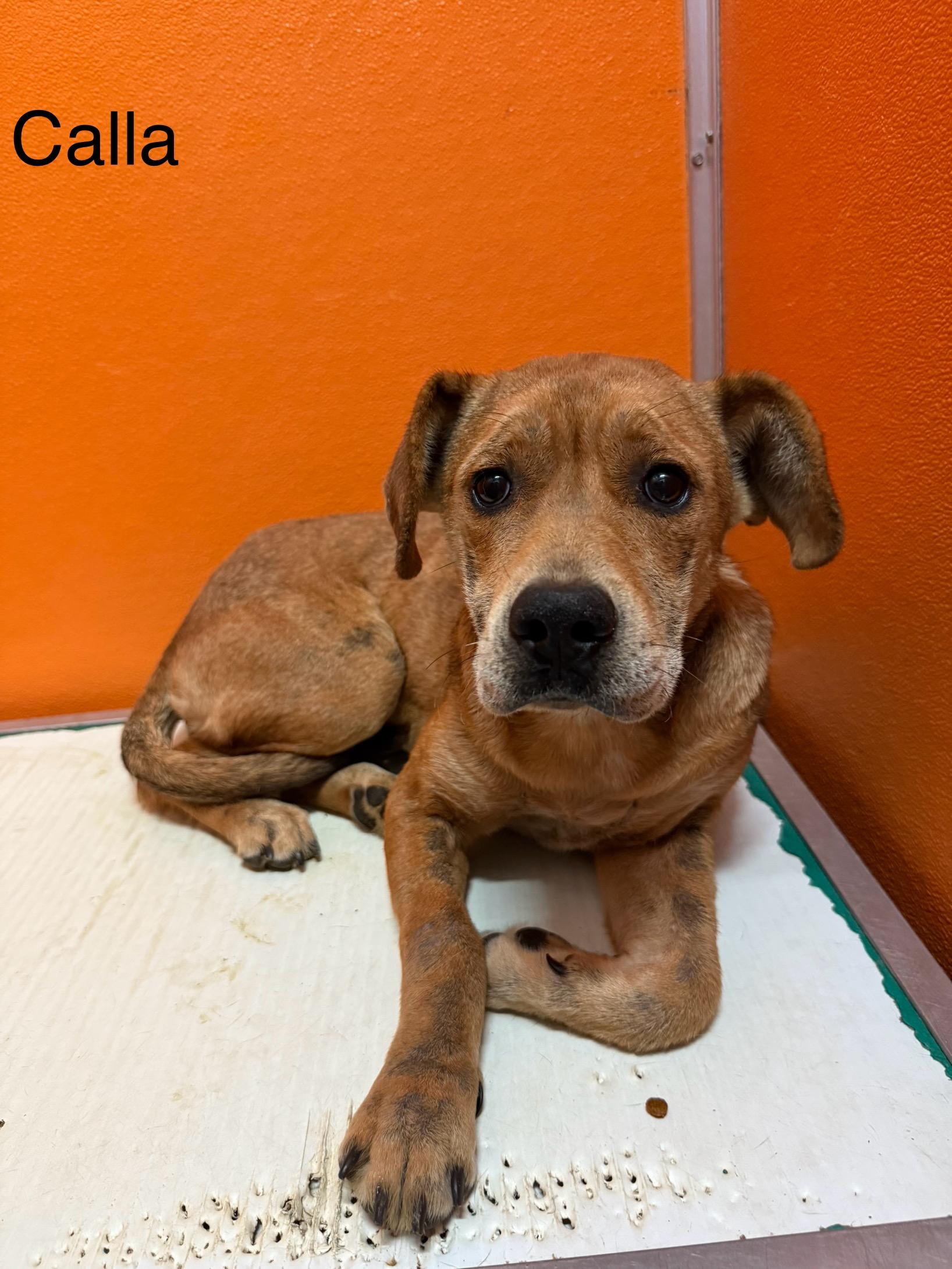 Dog for adoption - Meet Calla – A Gentle Soul Waiting for Her Hero, a ...