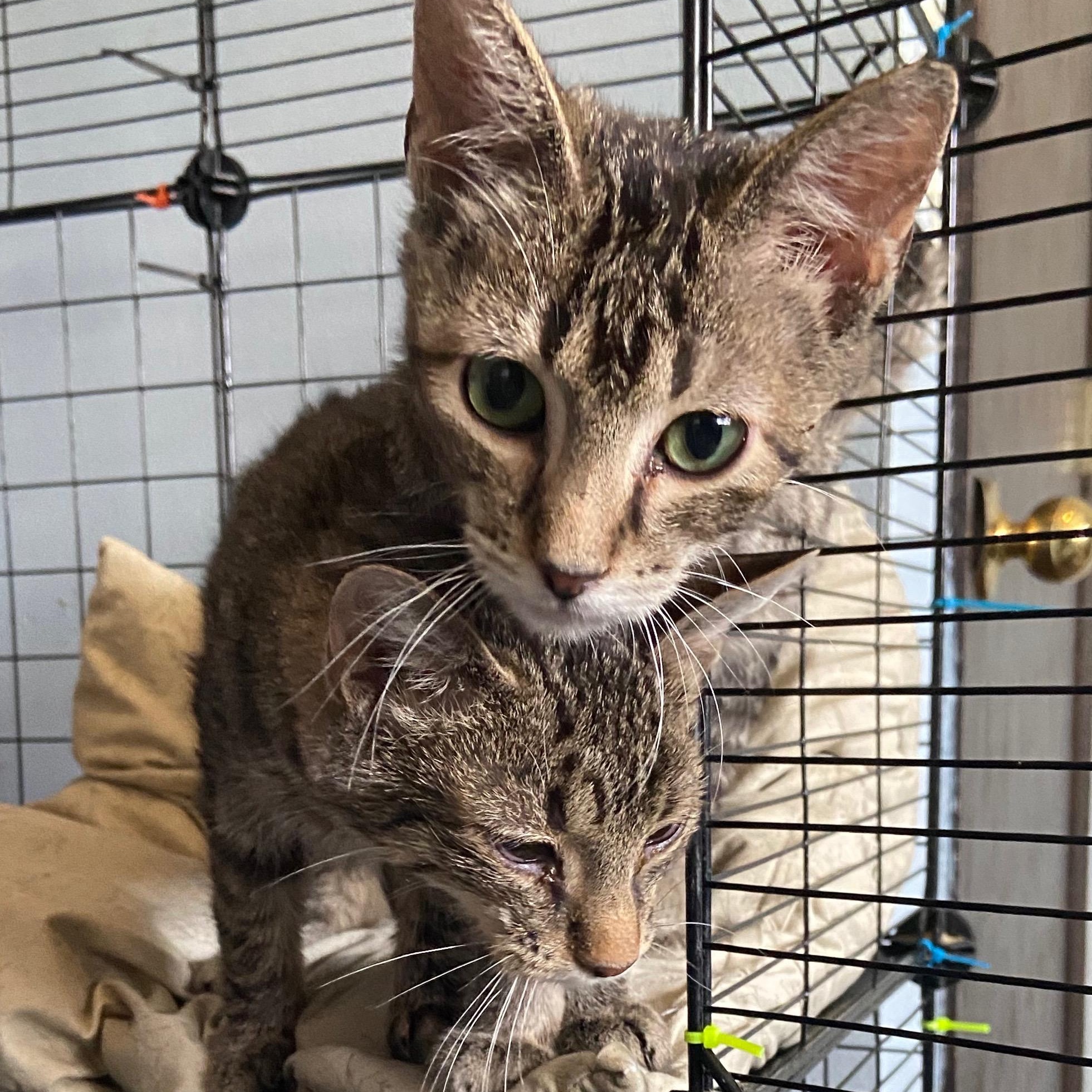 Cat for adoption - Declan- brother to Dexter, an Abyssinian & Tabby Mix ...