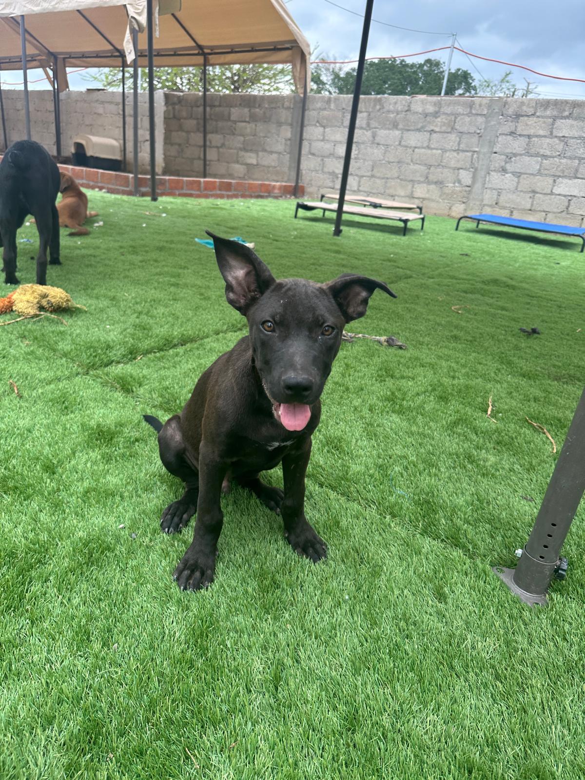 Dog for adoption - Jerry, a Mixed Breed in San Jose, CA | Petfinder