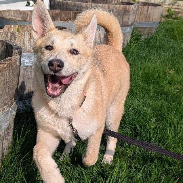 Dog for adoption - Chloe Fluffaluffagus, a Husky & Shepherd Mix in ...