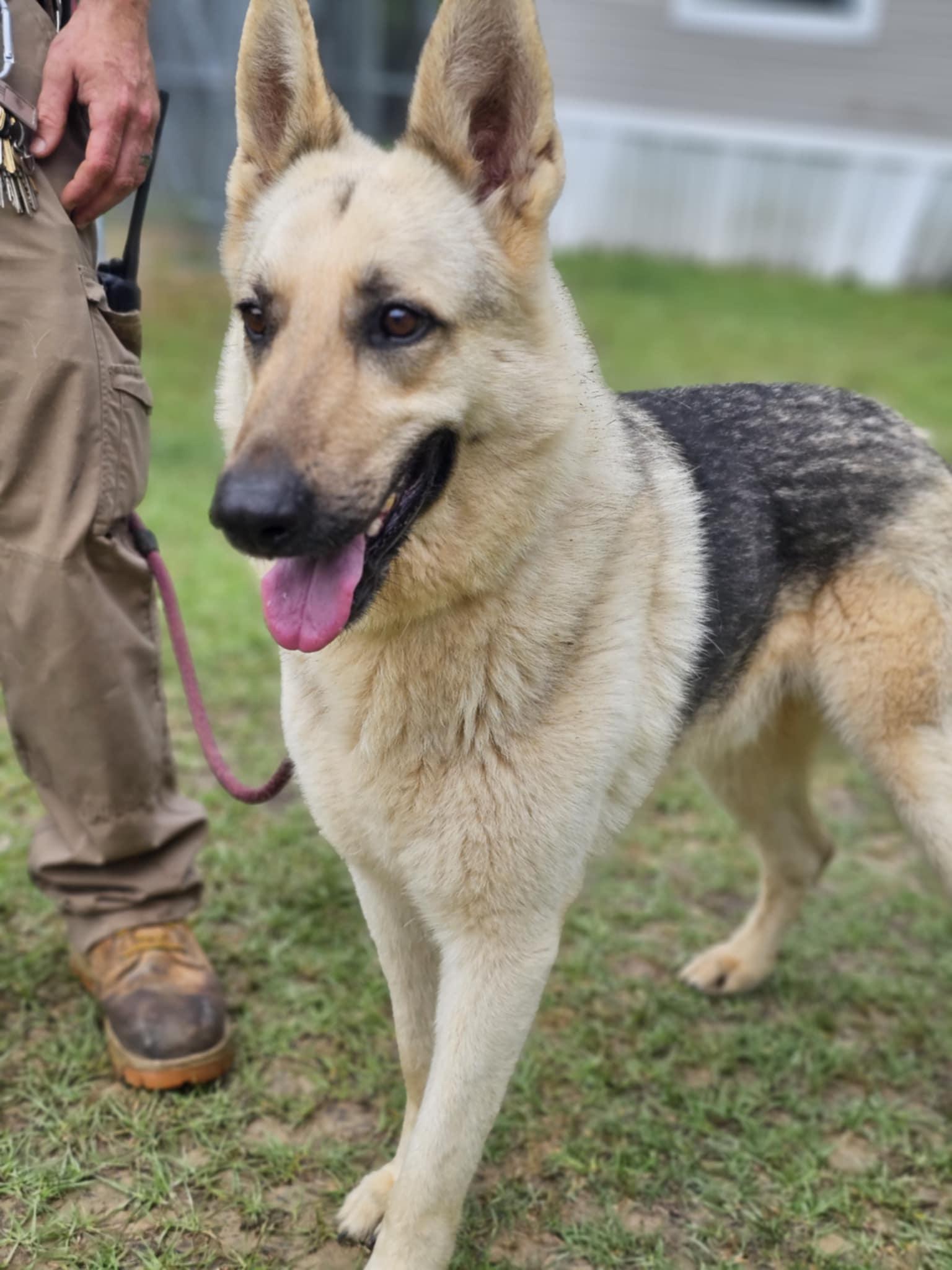 Dog for adoption - Zeus (Handsome shepherd boy looking for loving home ...