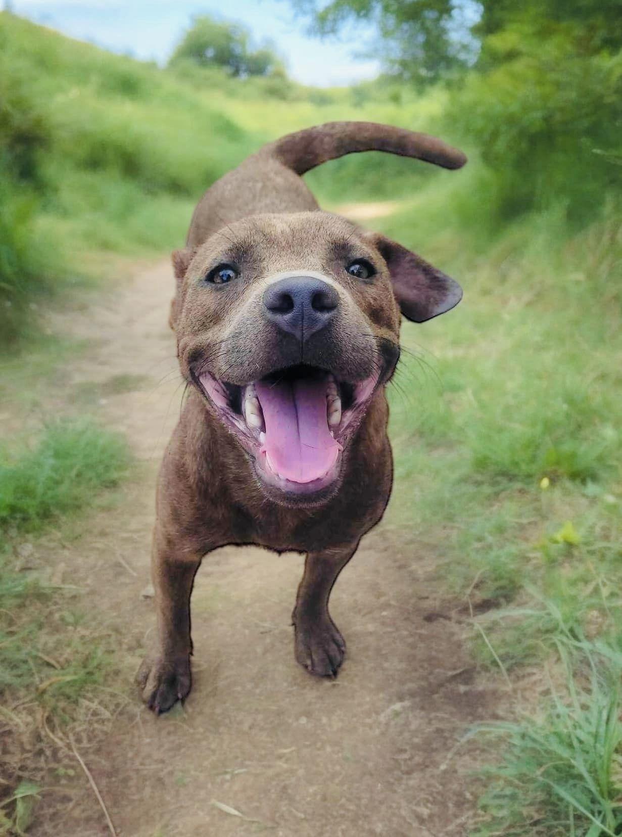 Dog for adoption - Tigriada, a Mixed Breed in Springfield, OR | Petfinder