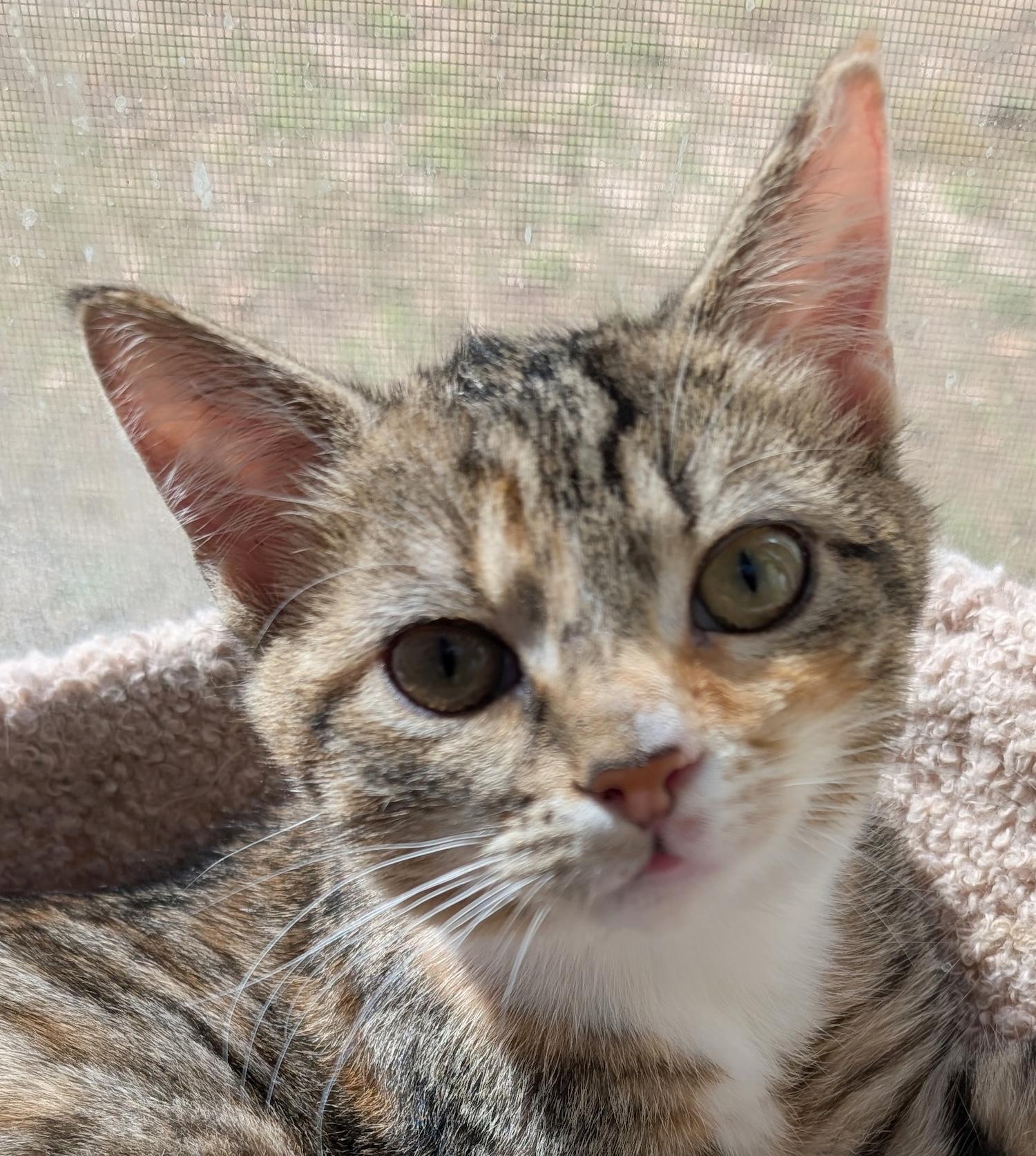 Available Cats and Kittens - Johnston County Animal Protection League ...