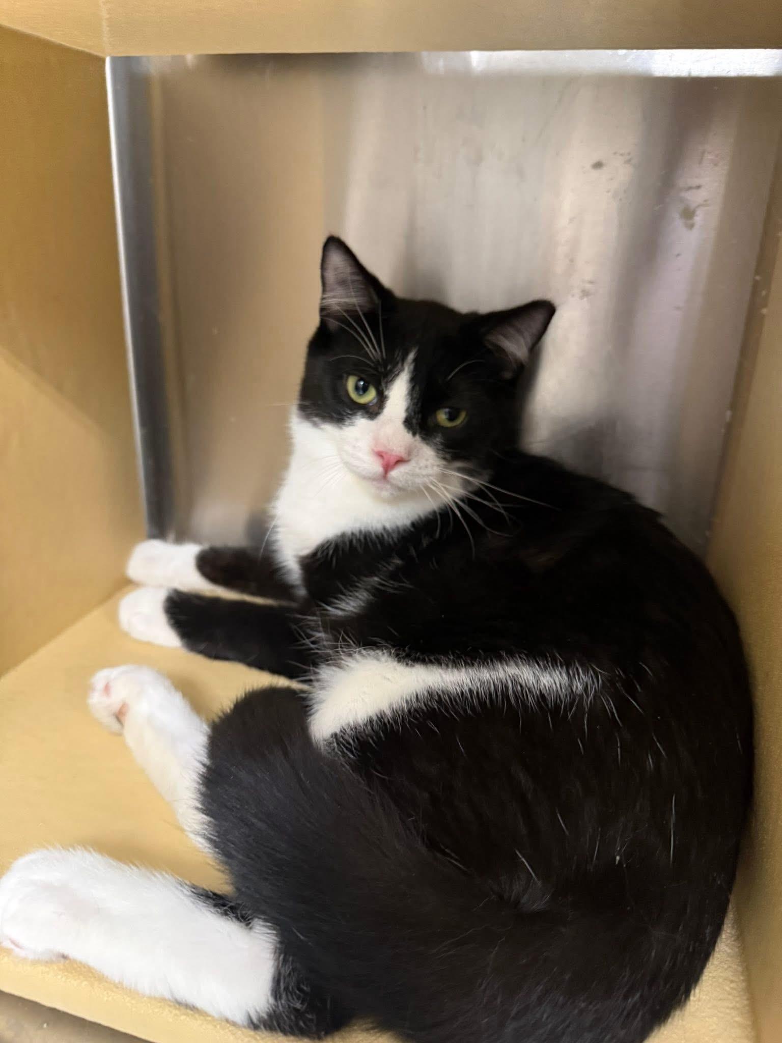 Cat for adoption - Elvis, a Domestic Short Hair in Chandler, AZ | Petfinder