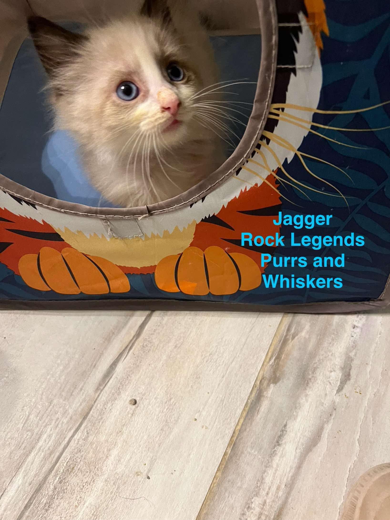 Cat for adoption - Jagger, a Domestic Long Hair in New Hartford, NY ...